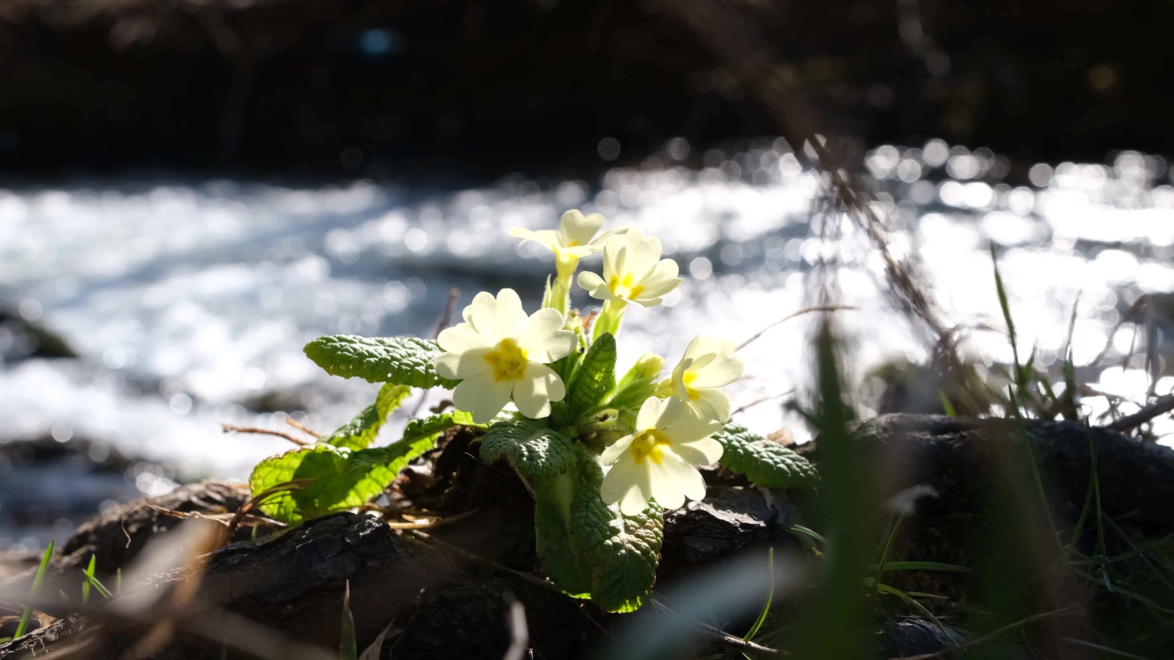 Close-up of Wild Primrose by a Flowing Stream Free Stock Video Footage ...