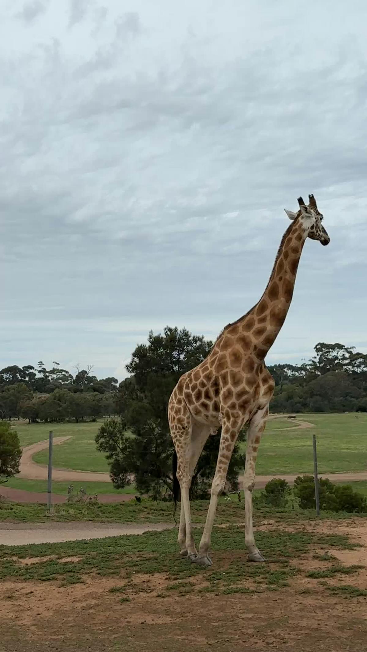 Mating Animals Videos, Download The BEST Free 4k Stock Video Footage ...