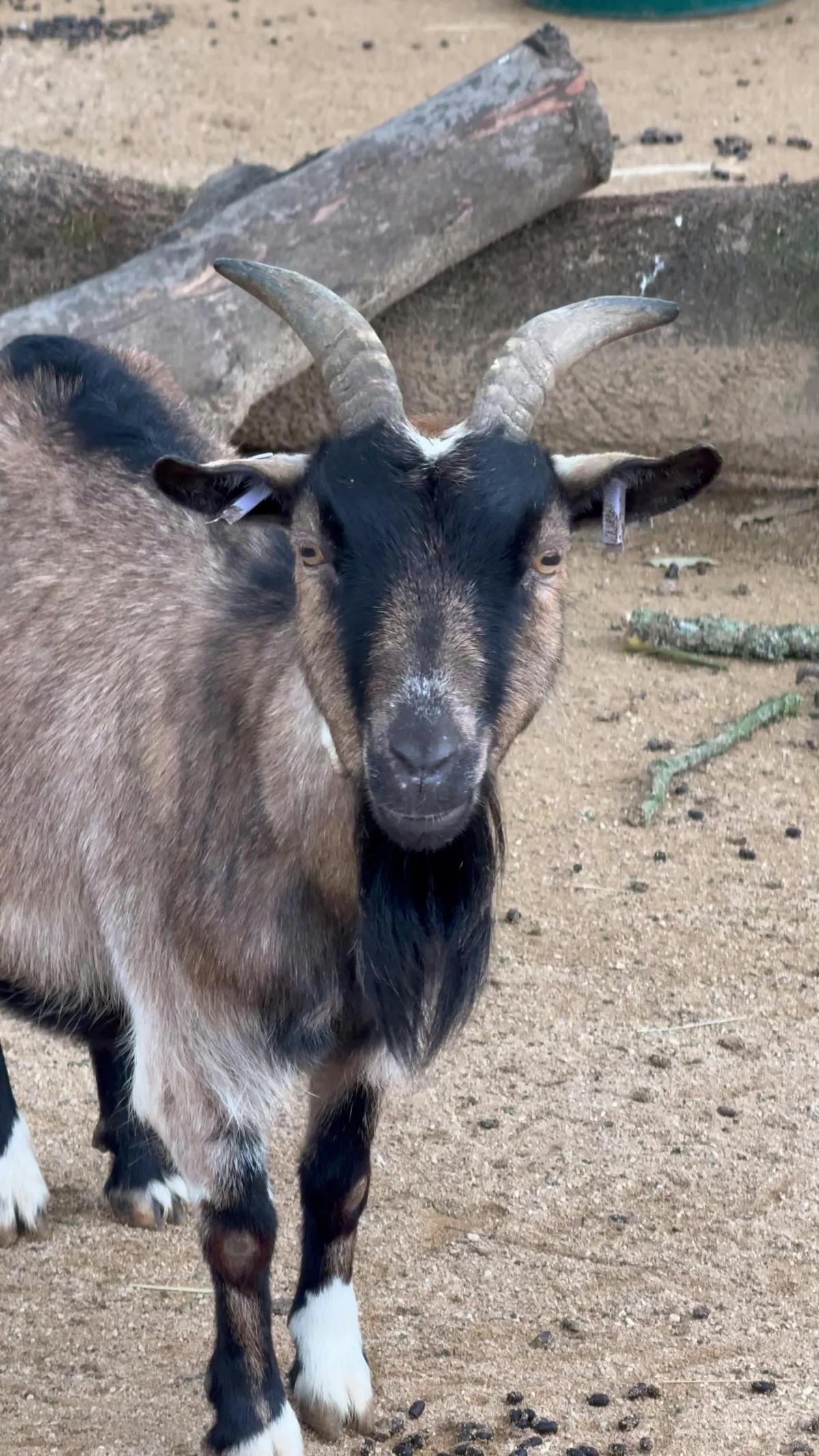 Goat Mating Videos, Download The BEST Free 4k Stock Video Footage ...