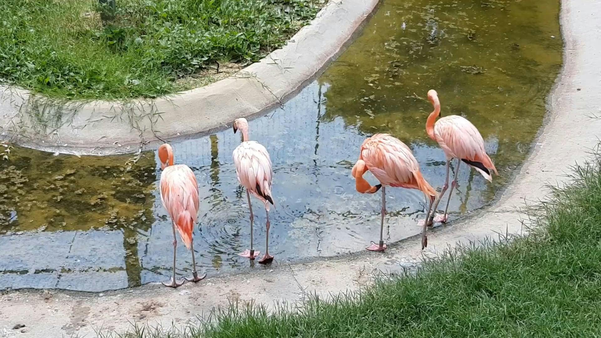 Flamingo Videos, Download The BEST Free 4k Stock Video Footage ...