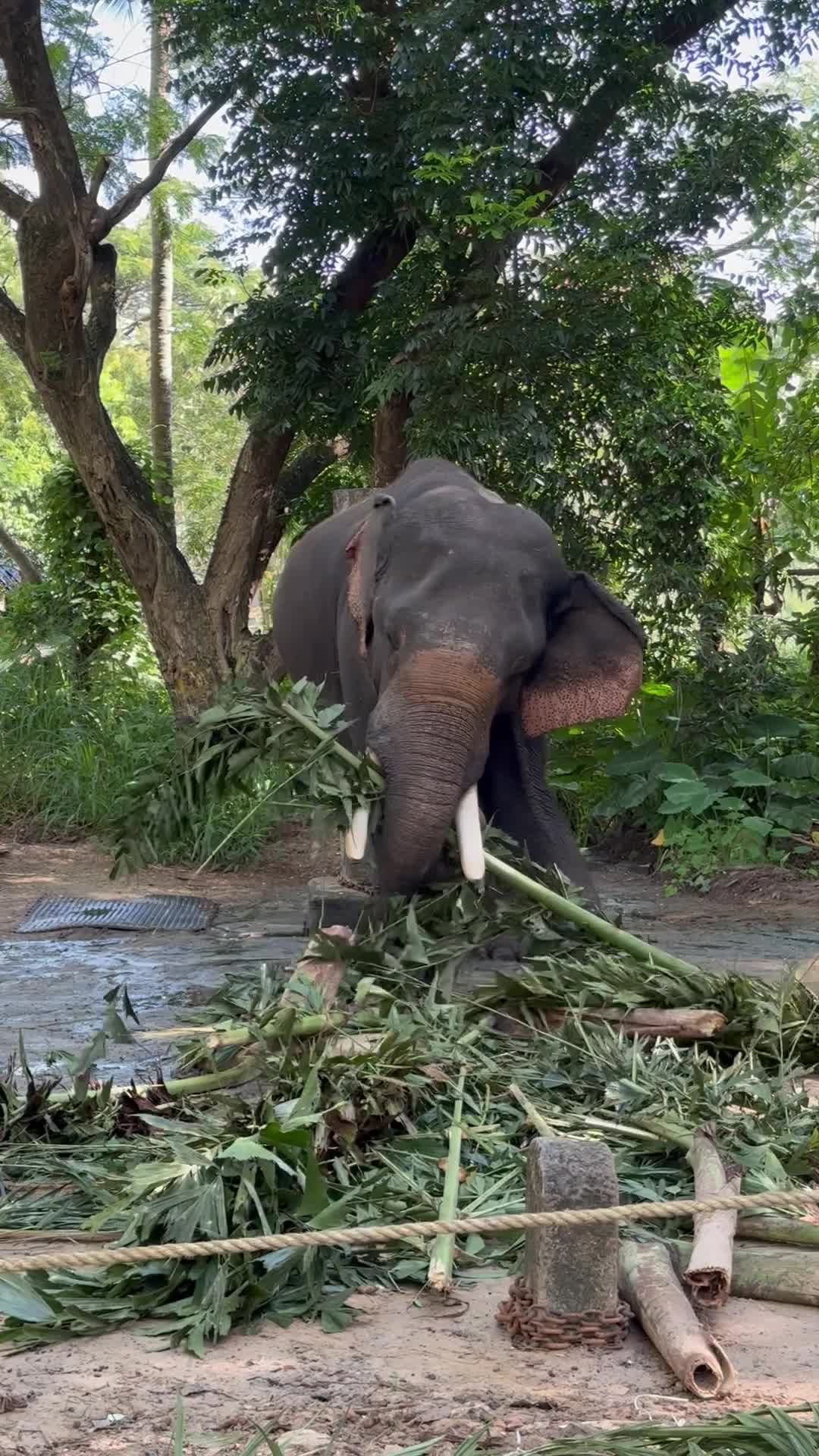 Elephant Teeth Videos, Download The BEST Free 4k Stock Video Footage ...