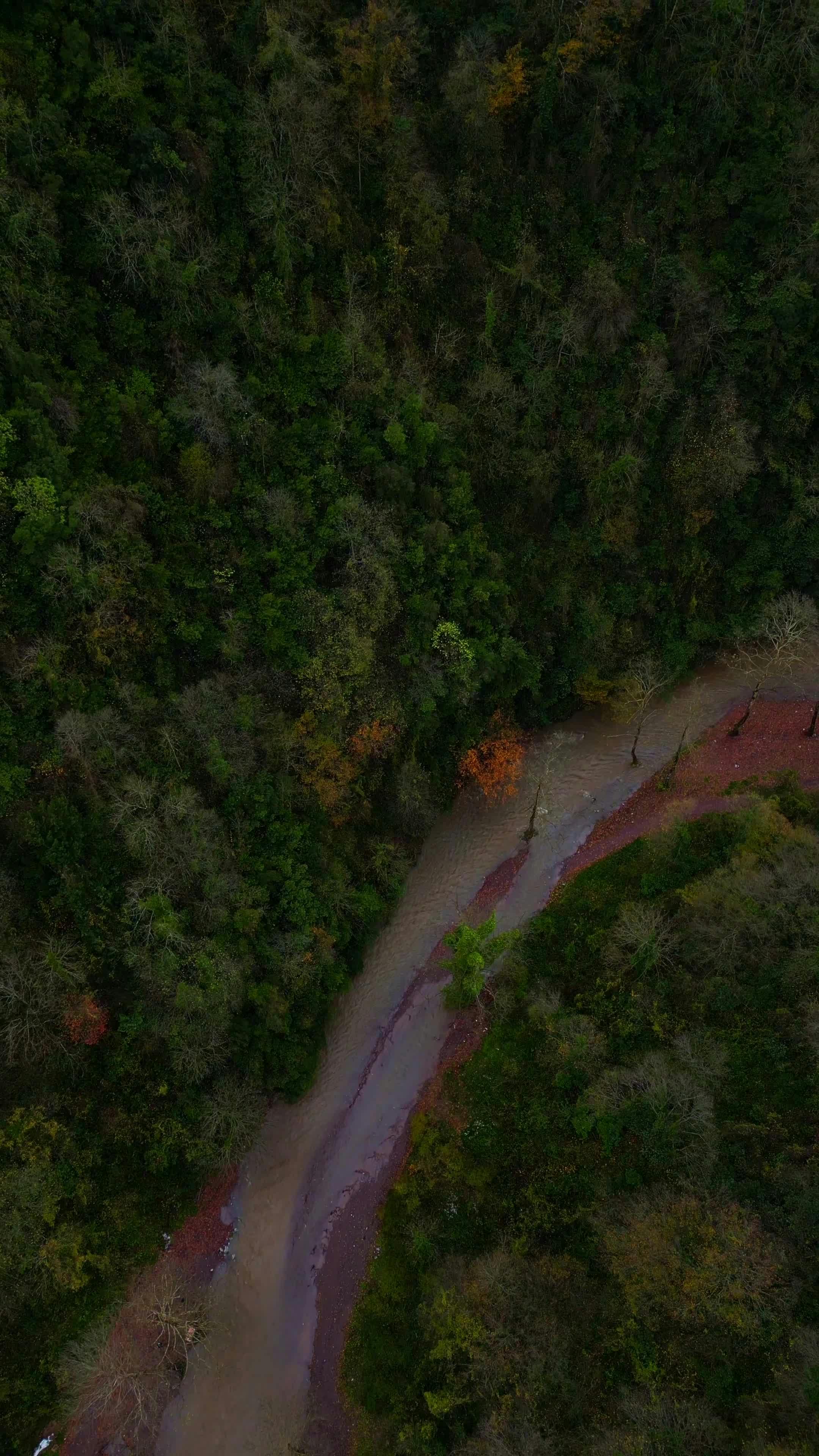 Drone Aerial View of Autumn Forest Road Free Stock Video Footage ...
