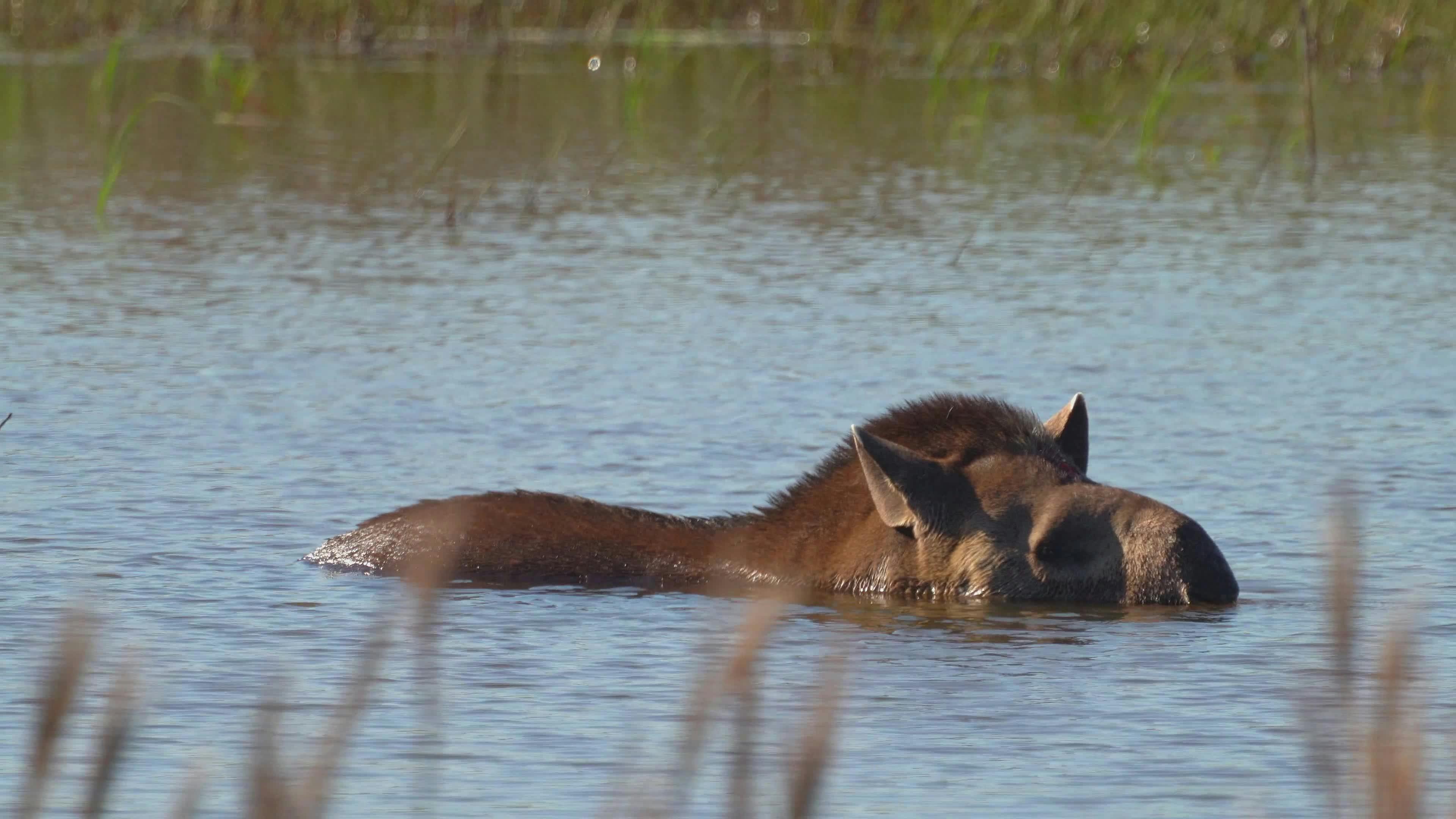 Moose Cooling off in Serene Wetland Waters Free Stock Video Footage ...