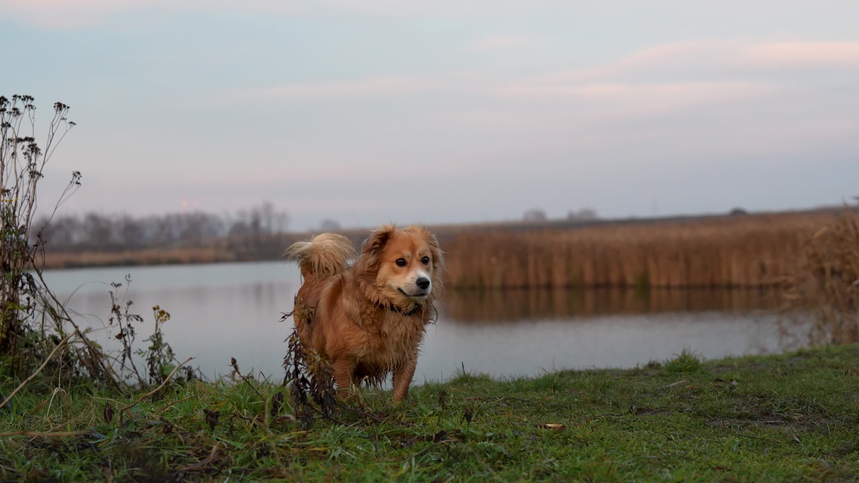 Playful Dog Exploring Lakeside at Sunset Free Stock Video Footage ...
