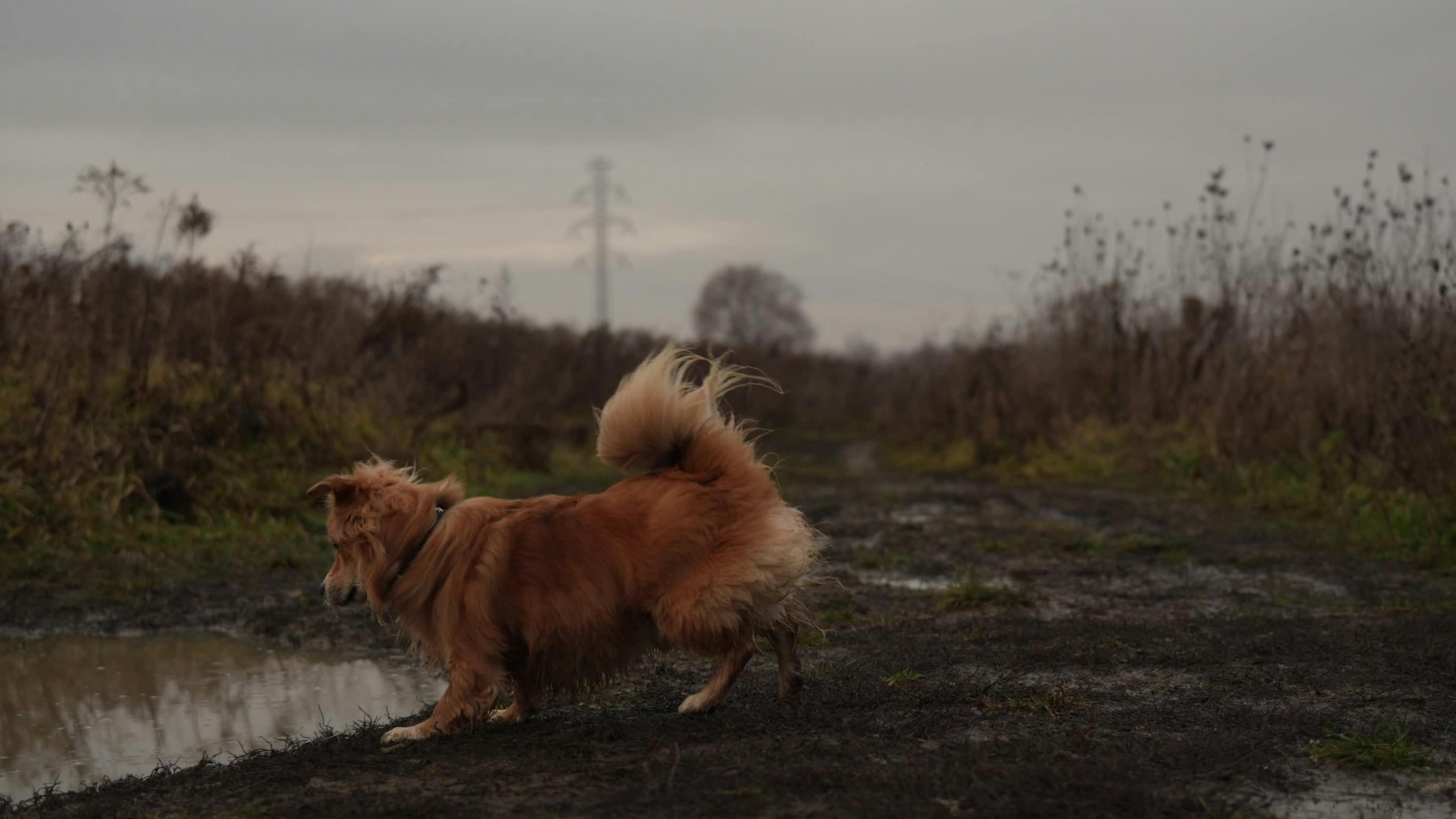 Brown Dog Playing in Muddy Path Outdoors Free Stock Video Footage ...