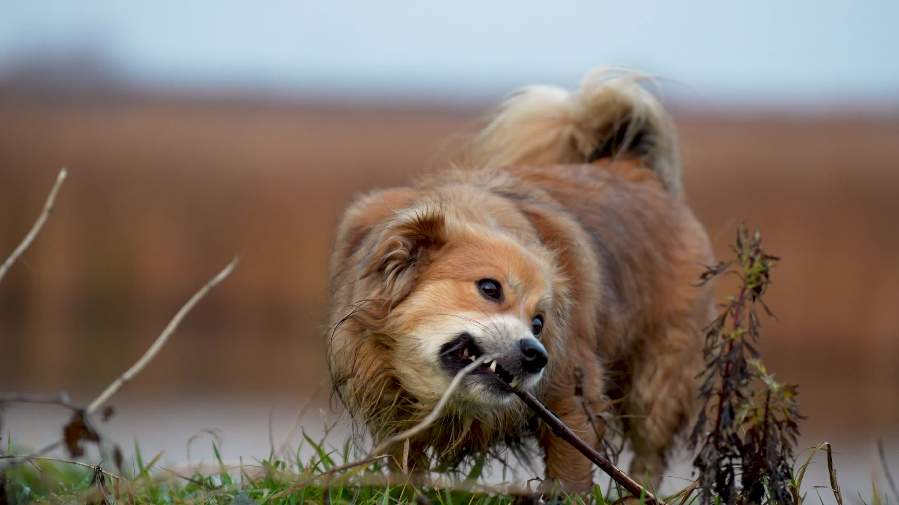 Perro Juguetón Masticando Un Palo Al Aire Libre En Otoño · Vídeo de ...