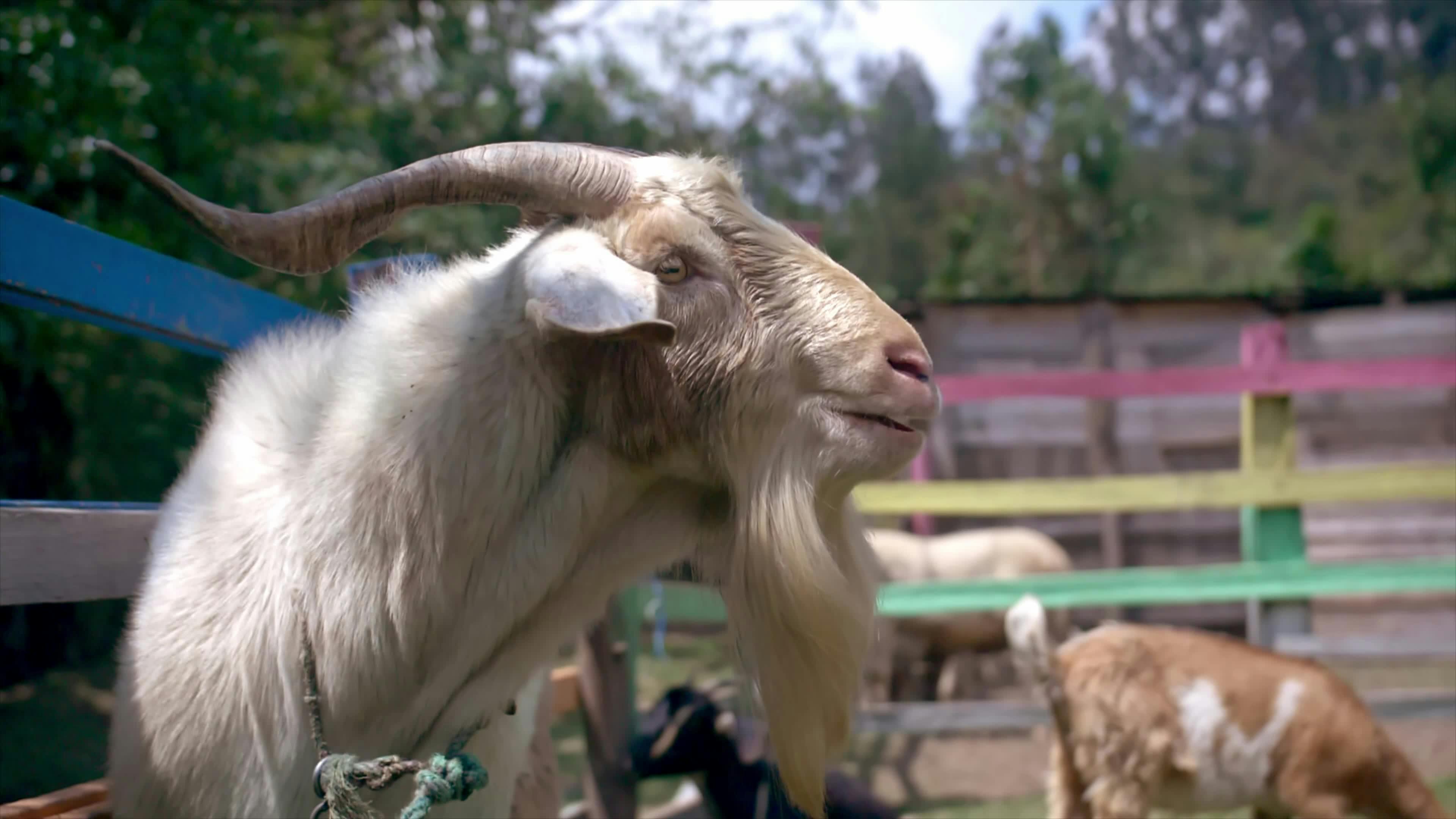 Majestic Goat Resting on Sunlit Rocks Free Stock Video Footage, Royalty ...