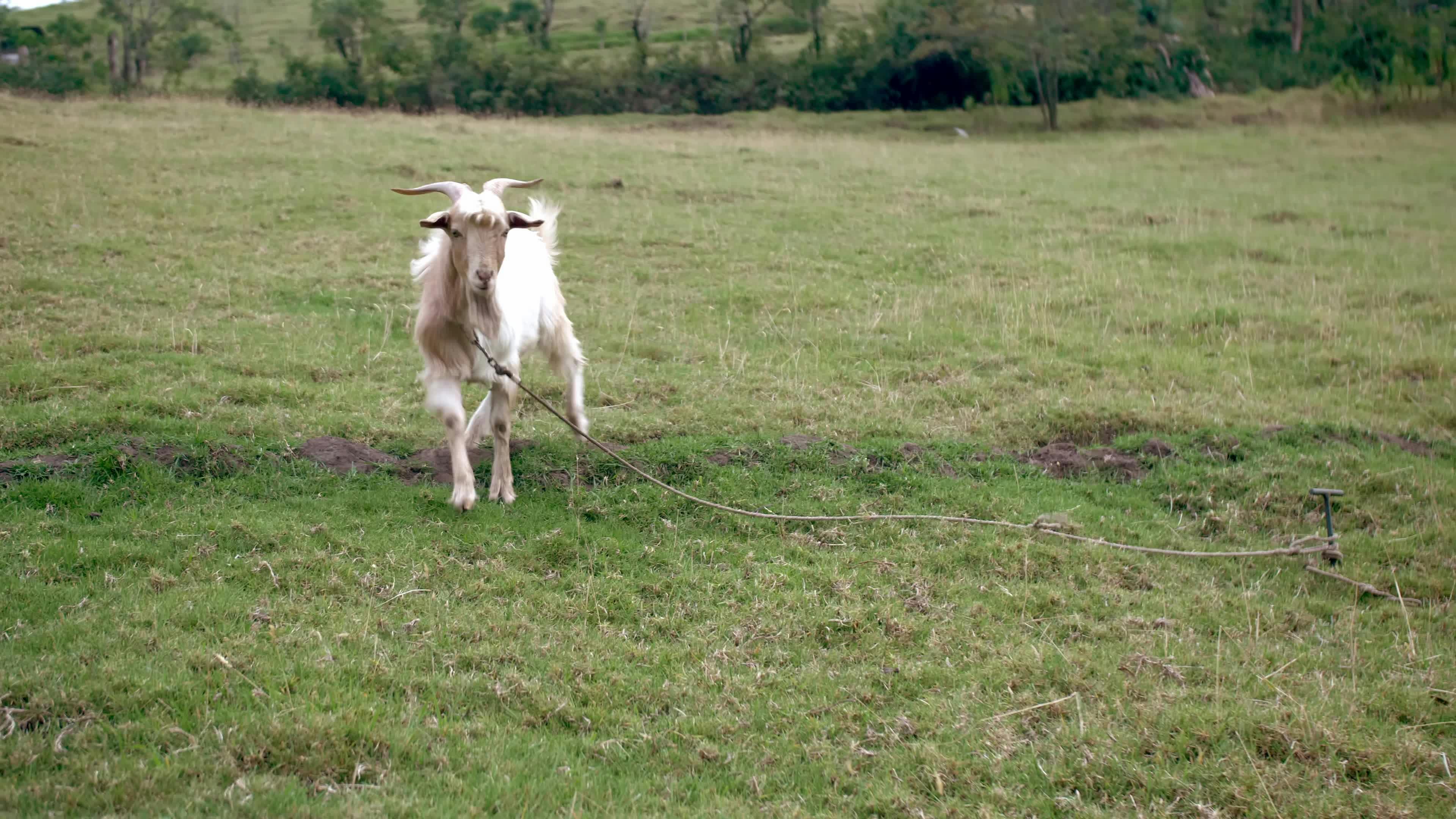 Goat Toys Videos, Download The BEST Free 4k Stock Video Footage & Goat ...