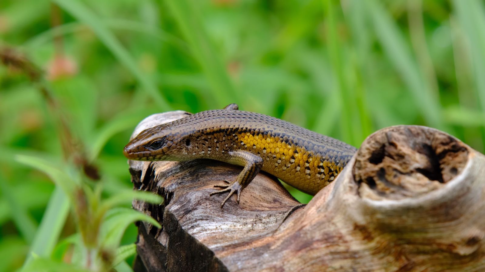 4k Nature Videos, Download The BEST Free 4k Stock Video Footage & 4k ...