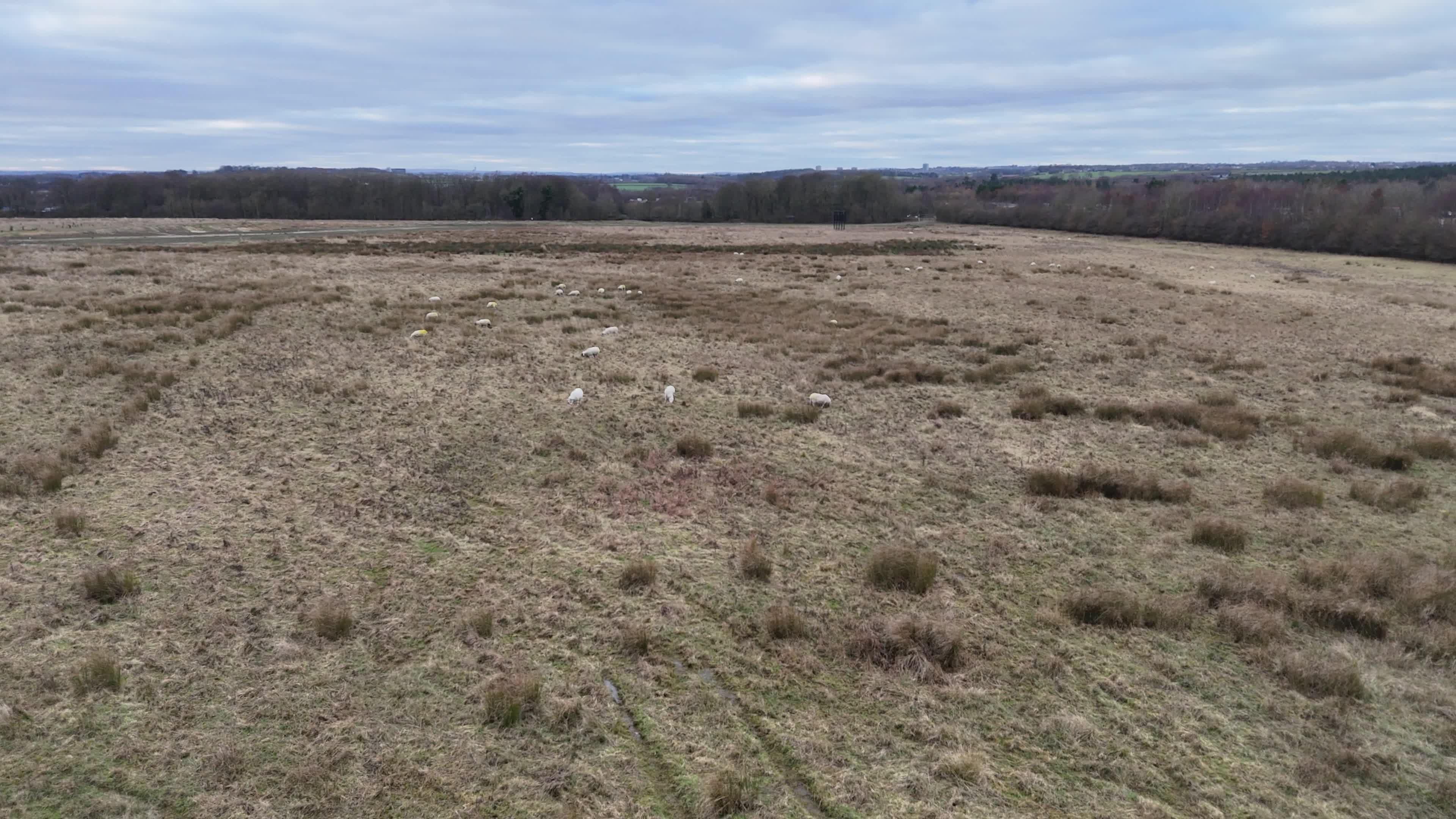 Aerial View of Pastoral Fields with Grazing Sheep Free Stock Video ...