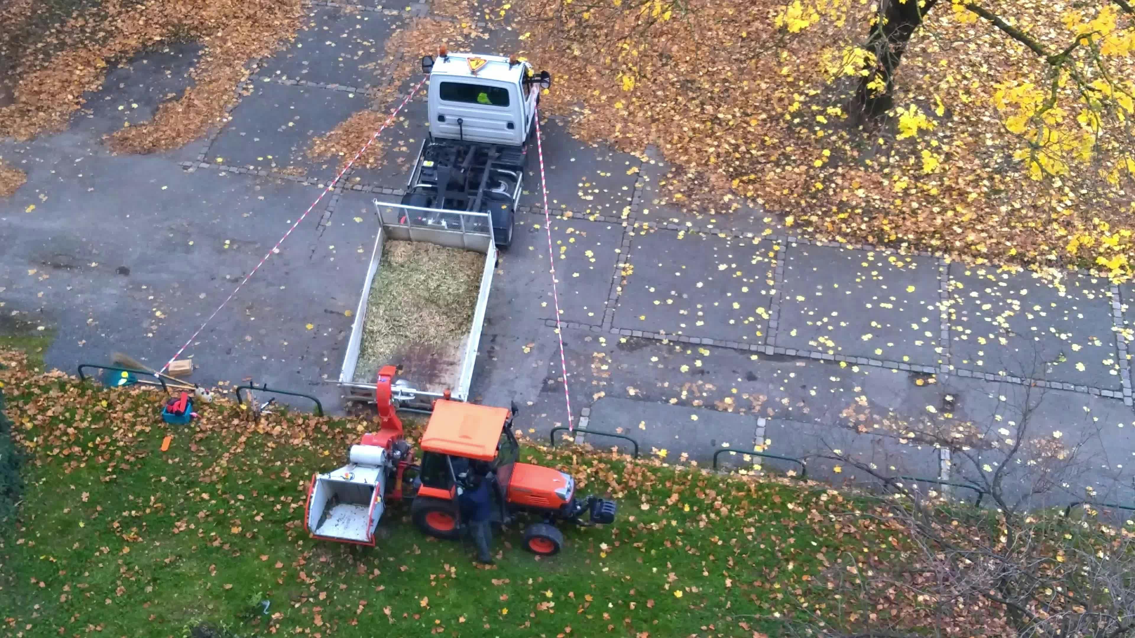 Leaves Of Tree Videos, Download The BEST Free 4k Stock Video Footage ...