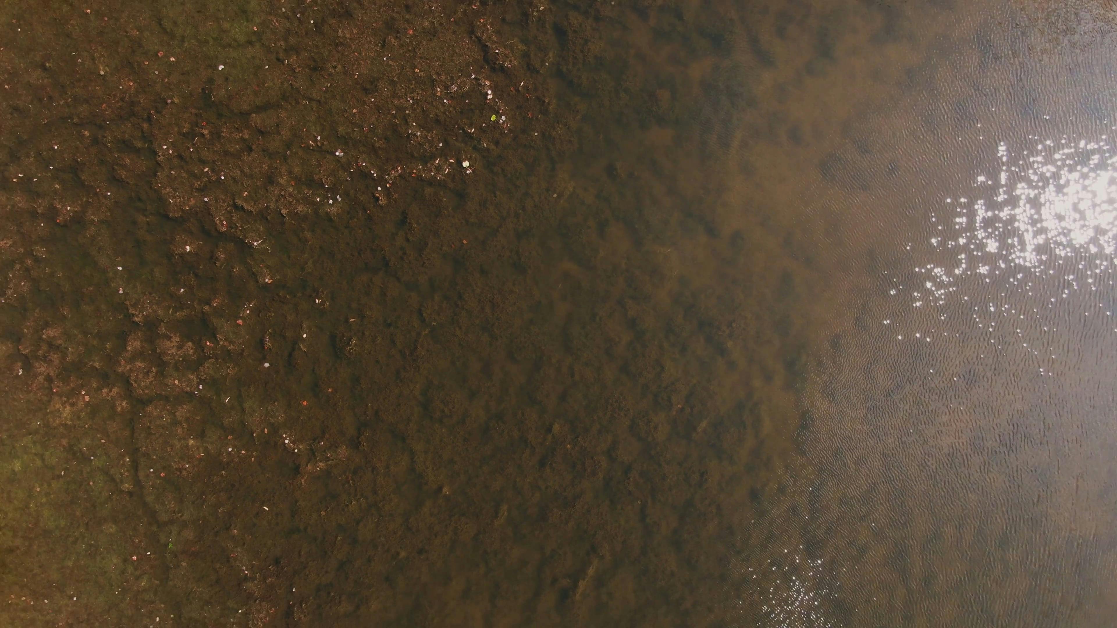 A Pond Of Water Residue In The Middle Of A Forest Free Stock Video ...