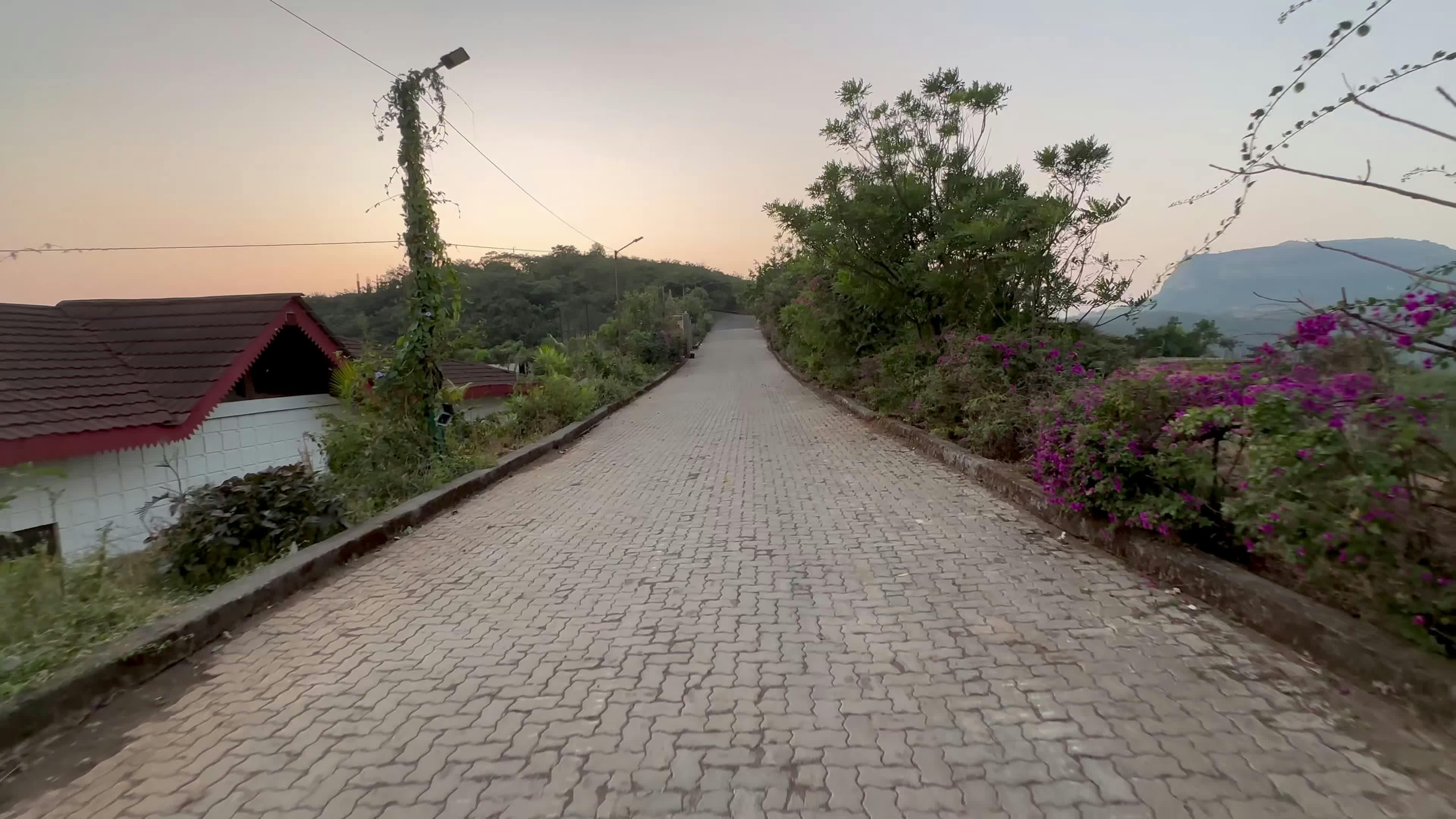 Triphala Plant Videos, Download The BEST Free 4k Stock Video Footage ...