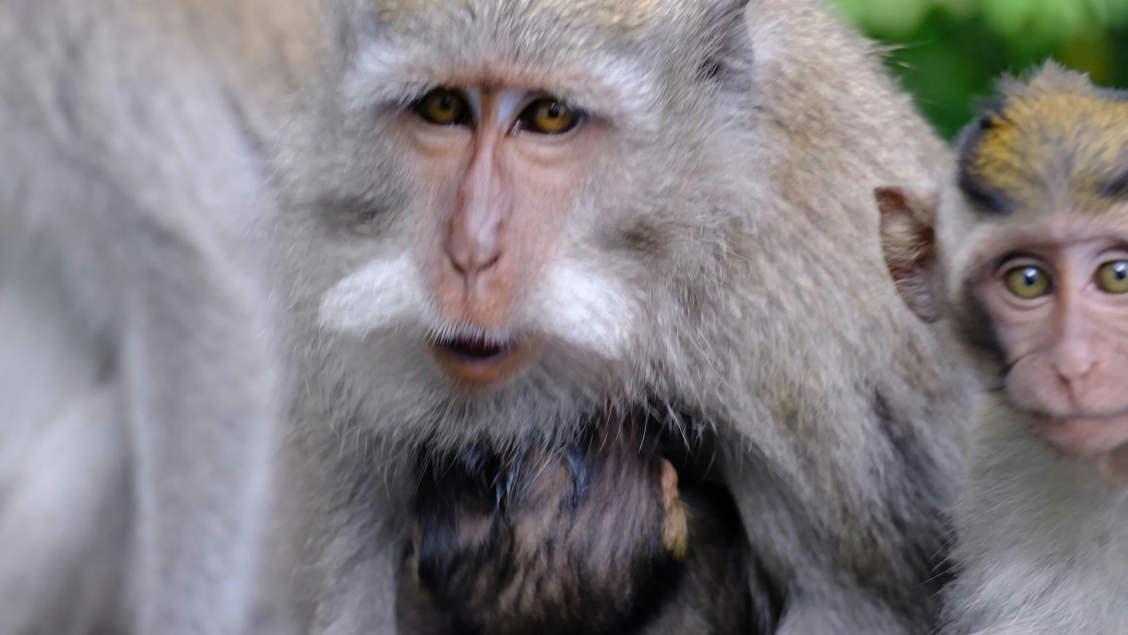 Monkey 4k Wallpaper Videos, Download The BEST Free 4k Stock Video ...