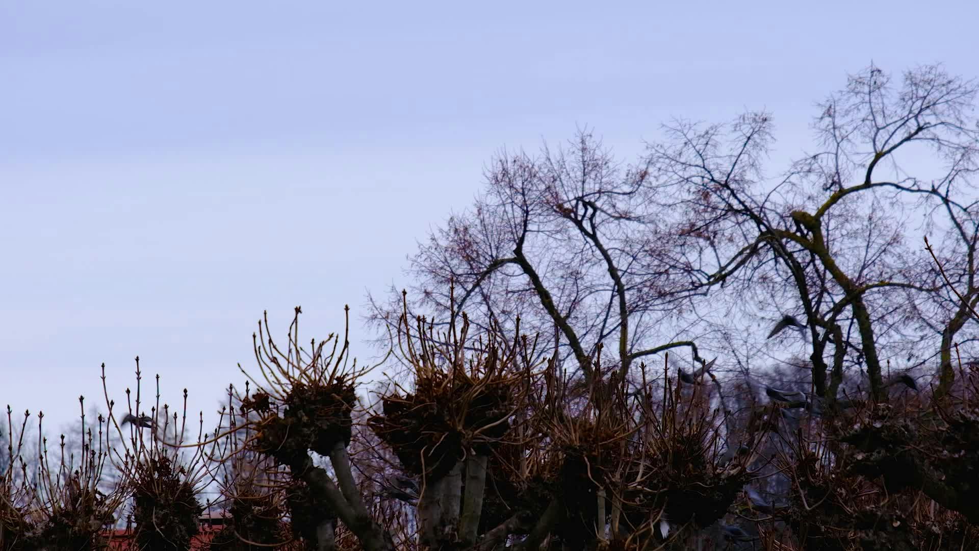 Birds Flying in Slow Motion Free Stock Video Footage, Royalty-Free 4K ...