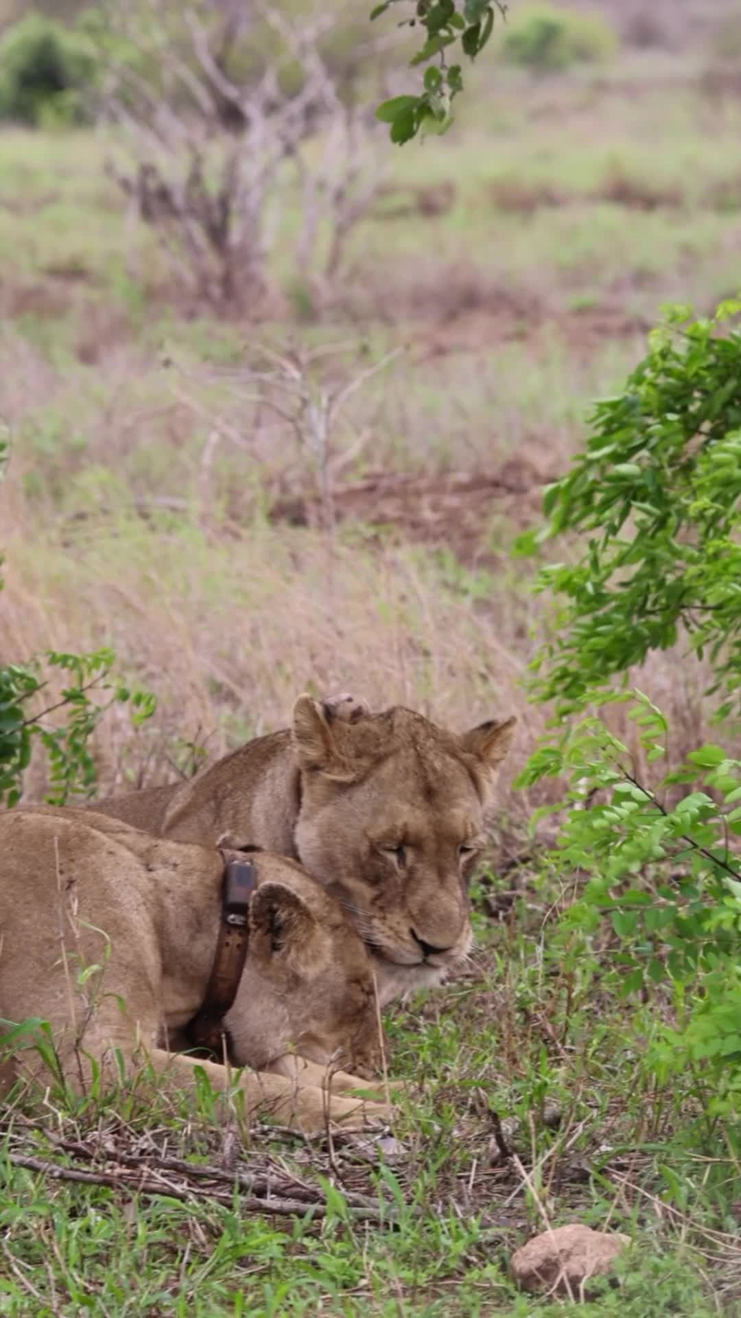 Lions Feeding on Prey in African Savannah Free Stock Video Footage ...