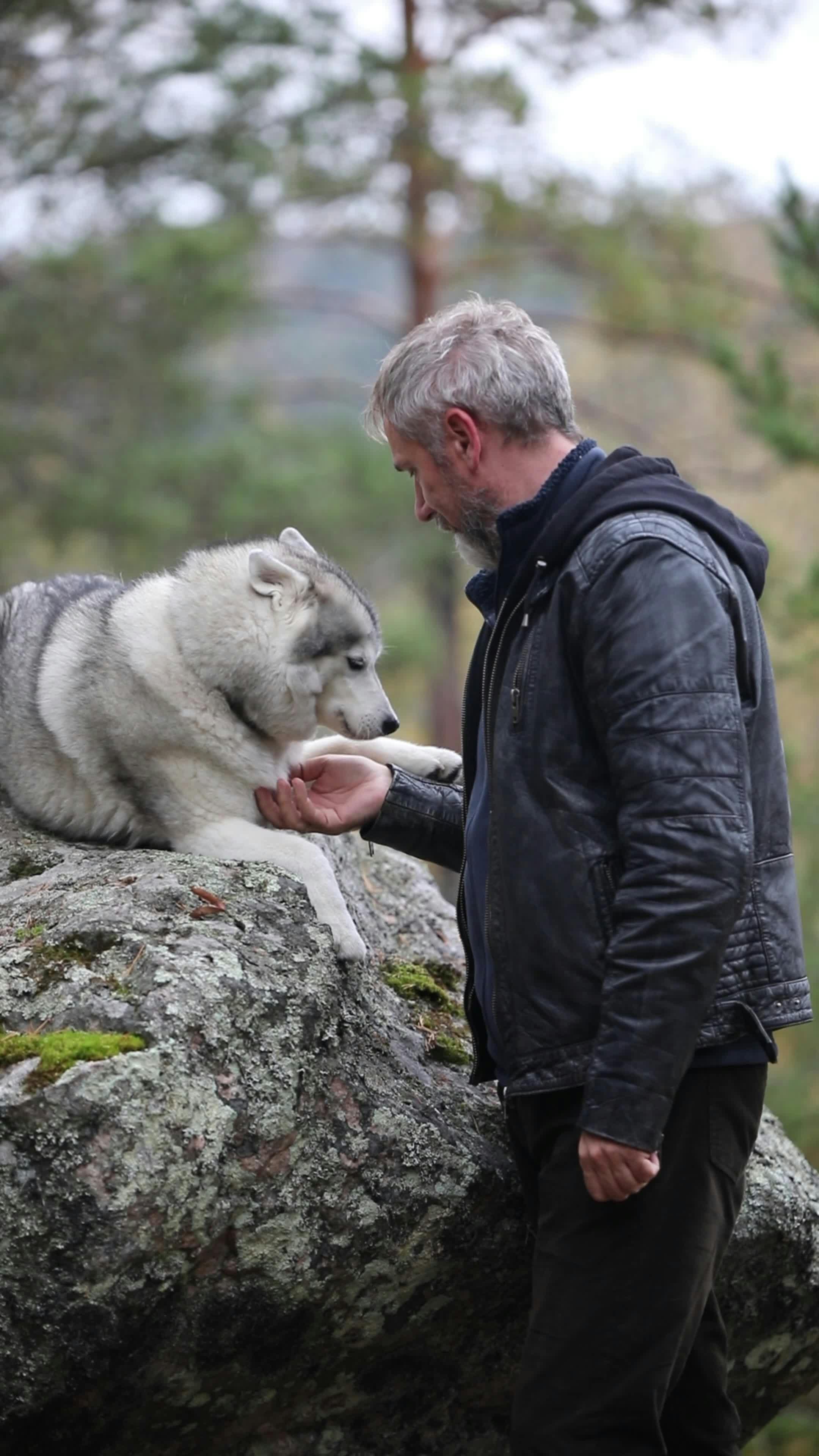 Wolf Yellowstone Videos, Download The BEST Free 4k Stock Video Footage ...