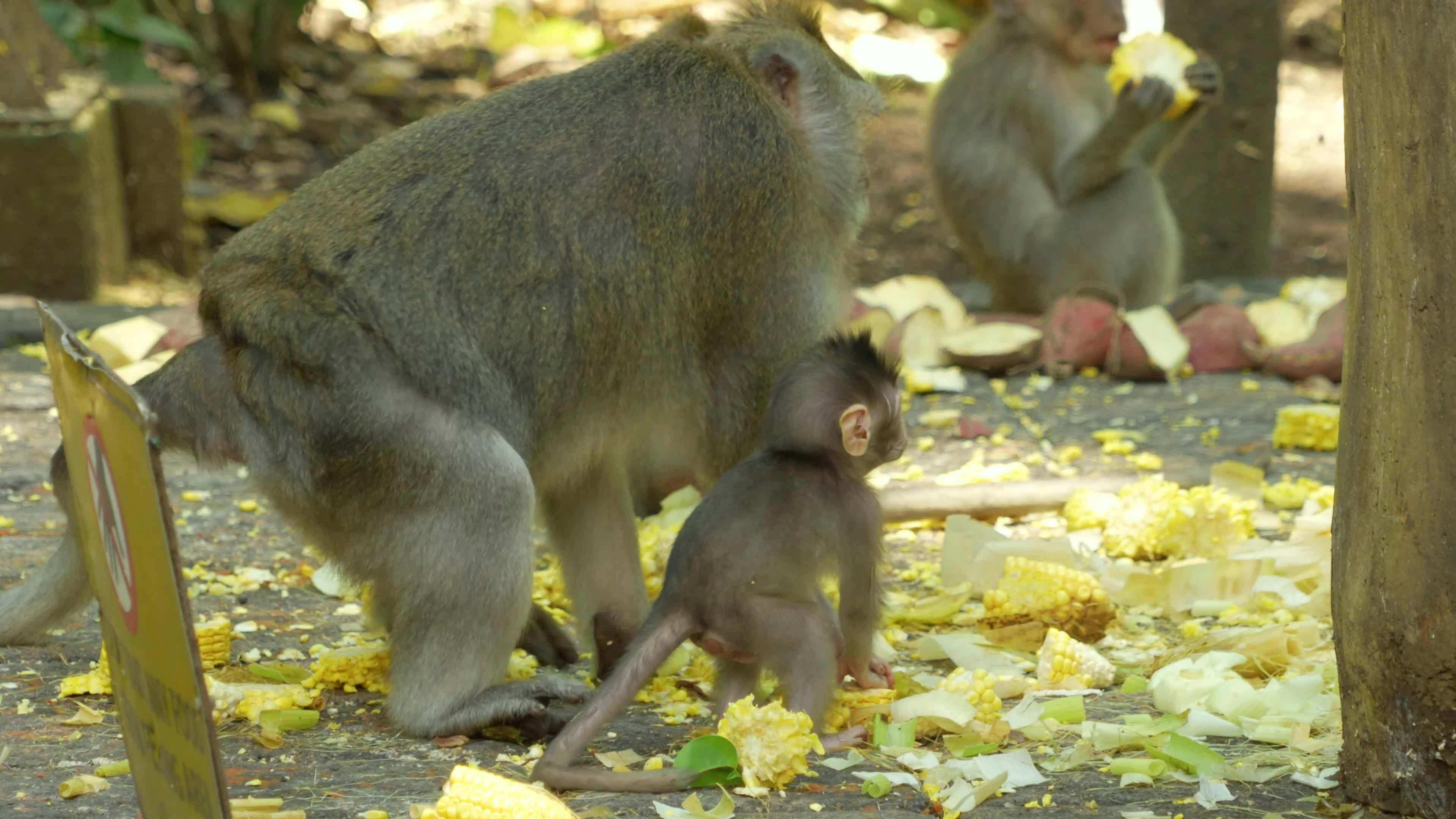 Corn De Ape Videos, Download The BEST Free 4k Stock Video Footage ...