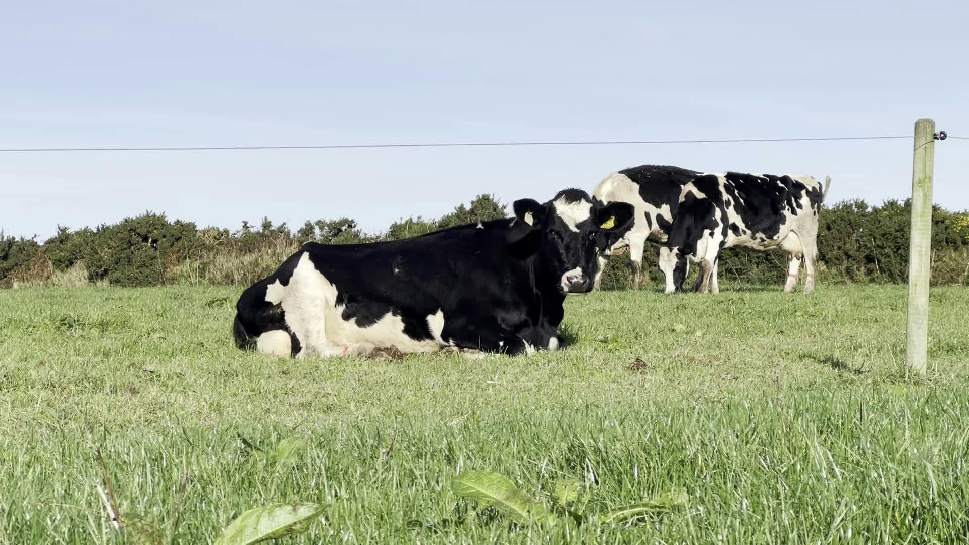 Cow 948f2e Videos, Download The BEST Free 4k Stock Video Footage & Cow ...