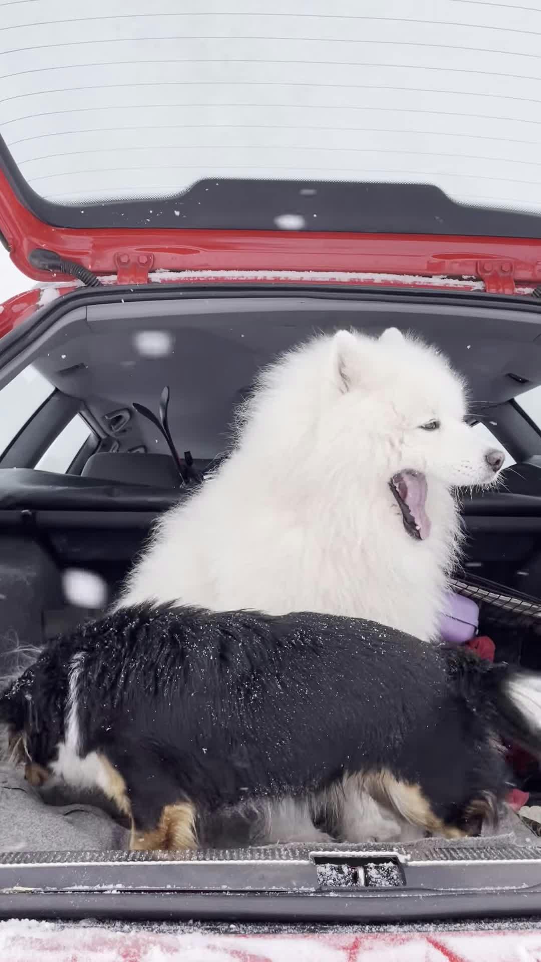 Dogs Digging Free Stock Video Footage, Royalty-Free 4K & HD Video Clip