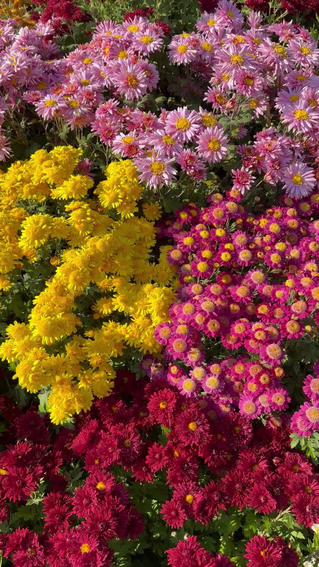 Vibrant Floral Display of Chrysanthemums Free Stock Video Footage ...