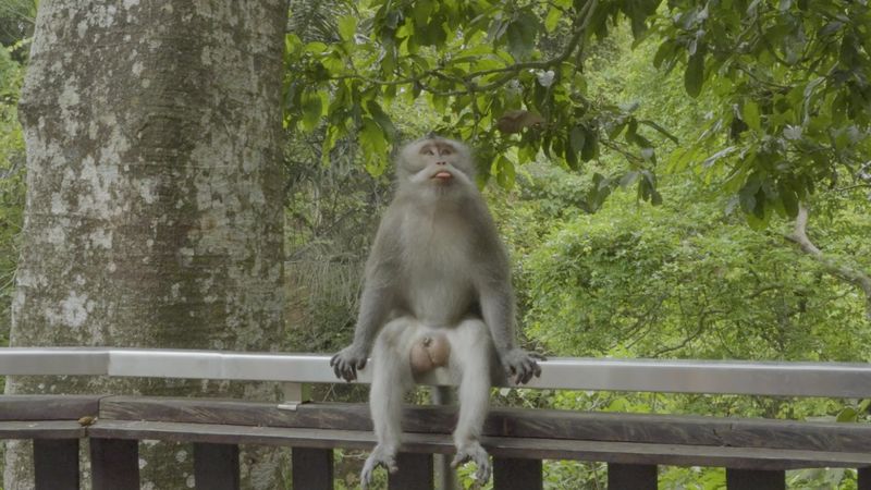 Laughing Monkey Videos, Download The BEST Free 4k Stock Video Footage ...