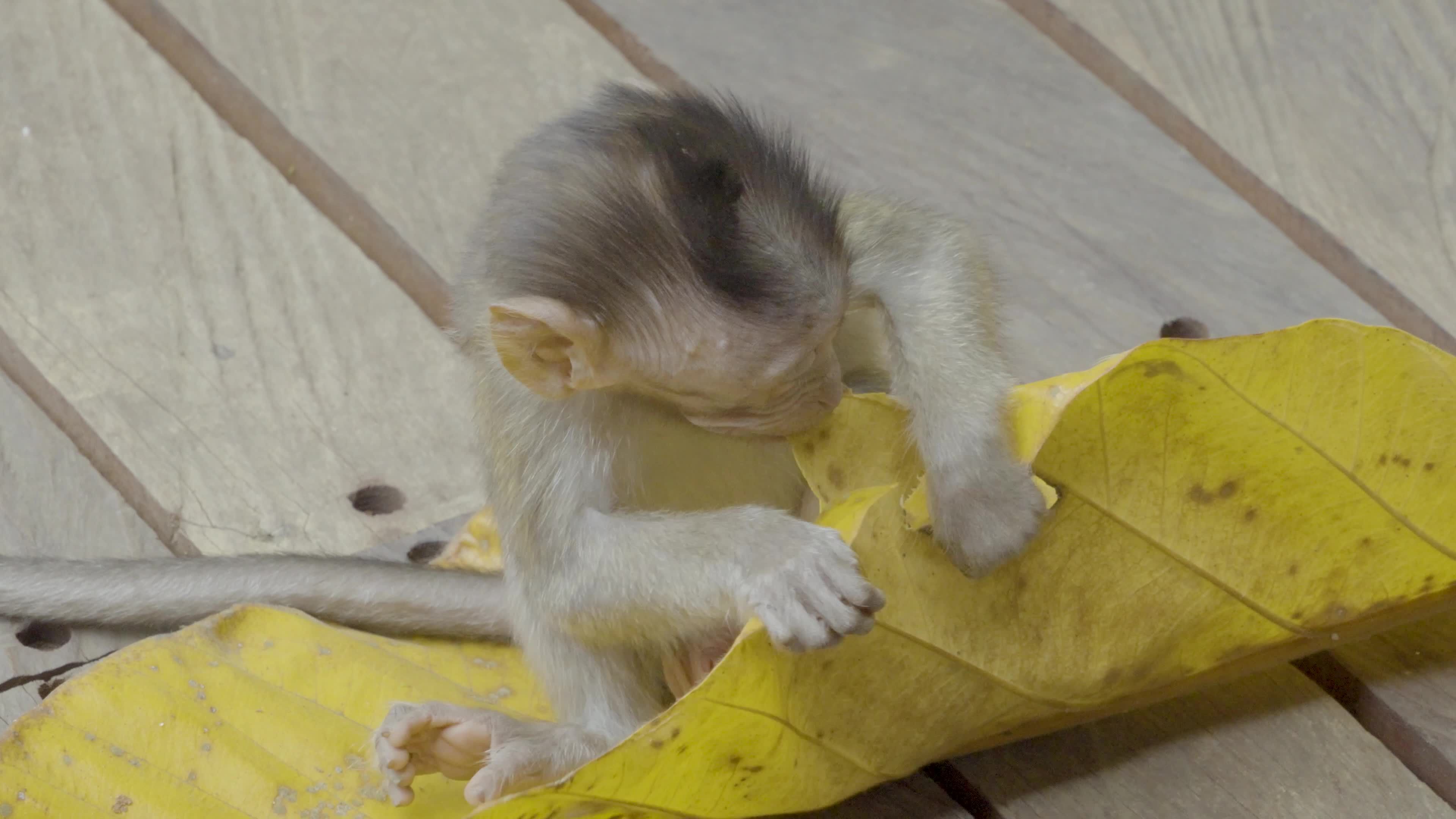 Adorable Baby Monkey Playing with Leaf in Bali Free Stock Video Footage ...