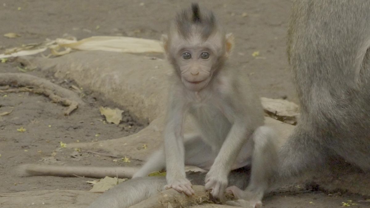 Monkey Chicken Videos, Download The BEST Free 4k Stock Video Footage ...