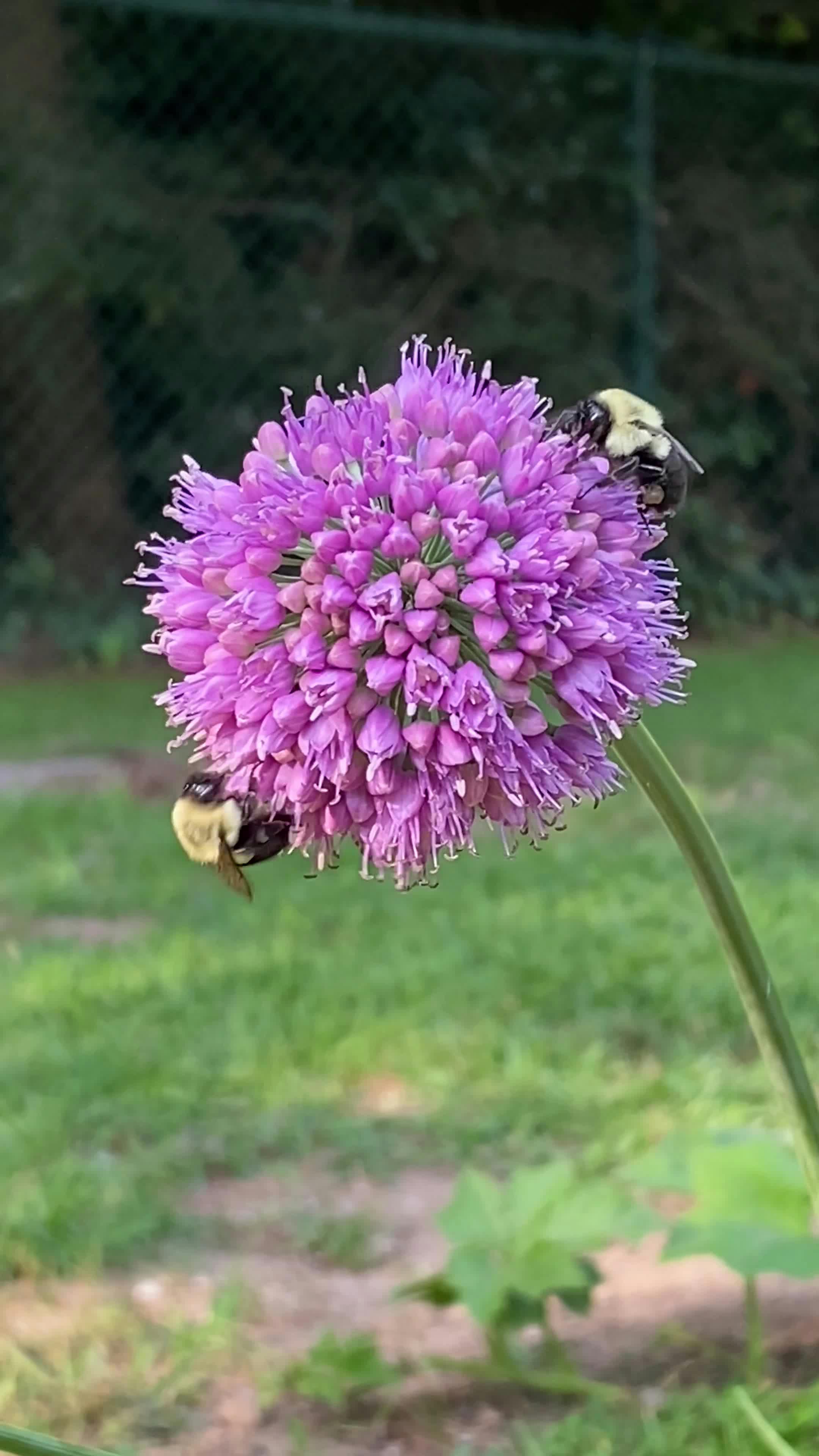 Insta Bee Videos, Download The BEST Free 4k Stock Video Footage & Insta ...