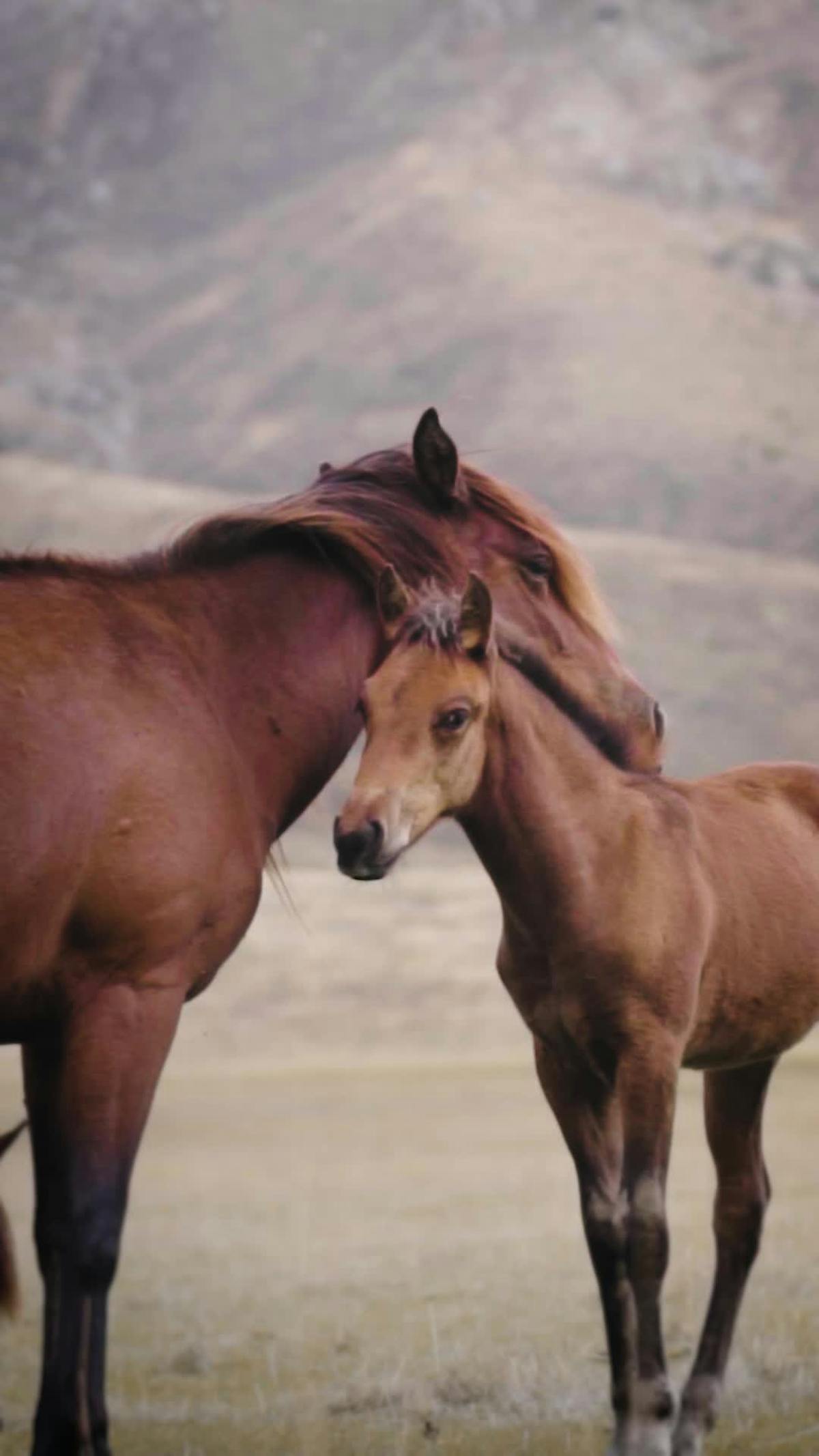 Animals Lock Screen Wallpaper Videos, Download The BEST Free 4k Stock ...