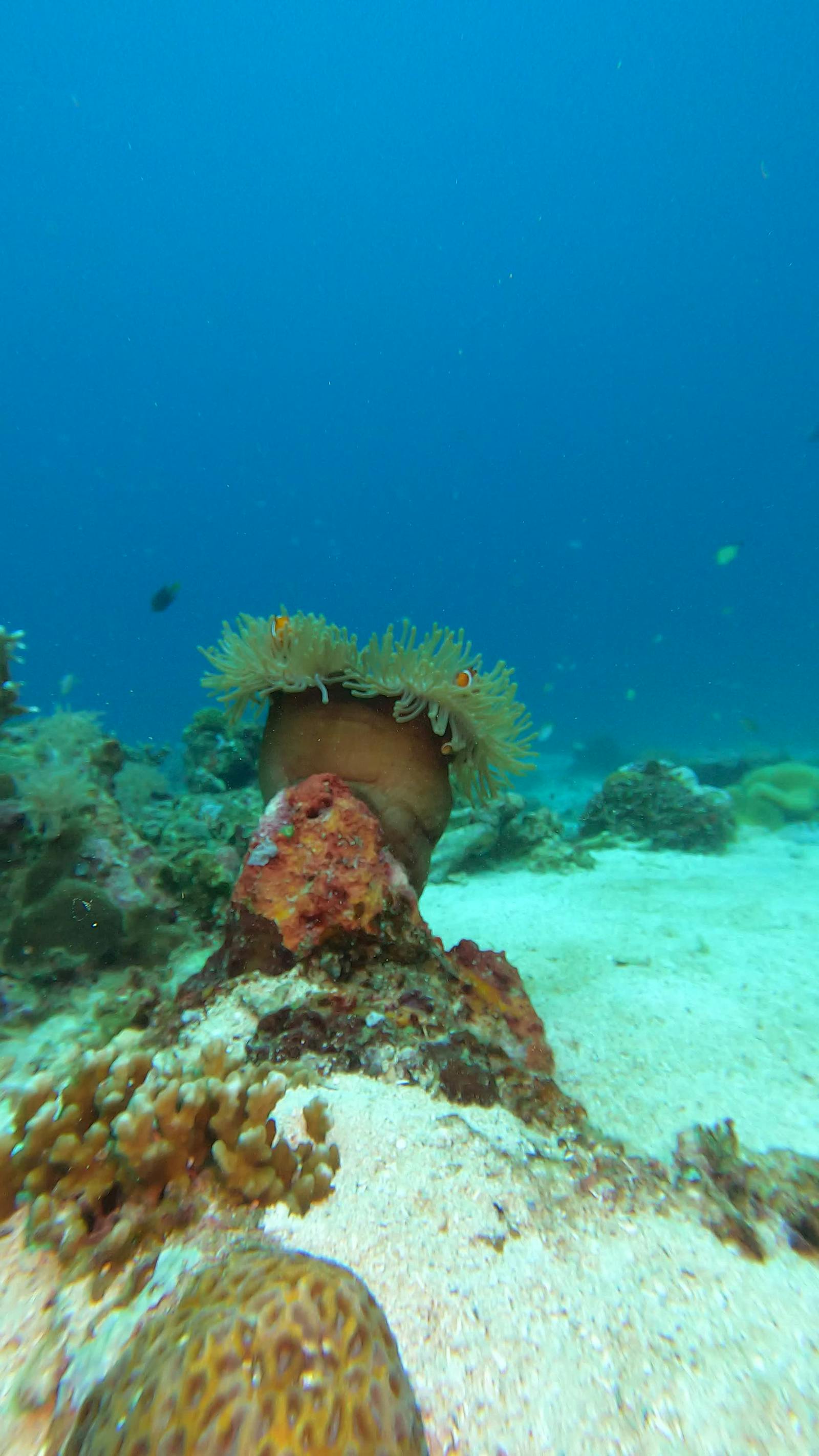 Sea Fish Videos, Download The BEST Free 4k Stock Video Footage & Sea ...