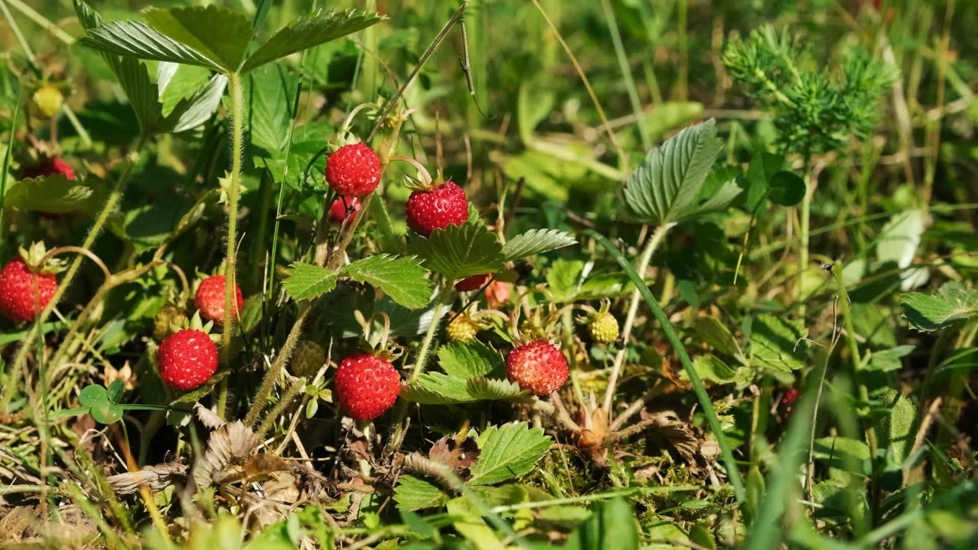 Lush Wild Strawberries in Sunlit Meadow Free Stock Video Footage ...