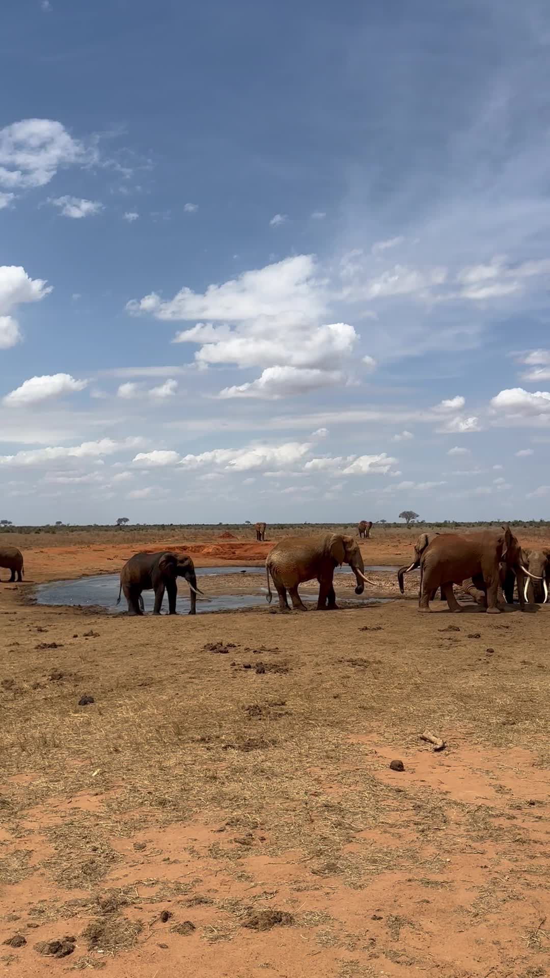 African Water Hole Videos, Download The BEST Free 4k Stock Video ...