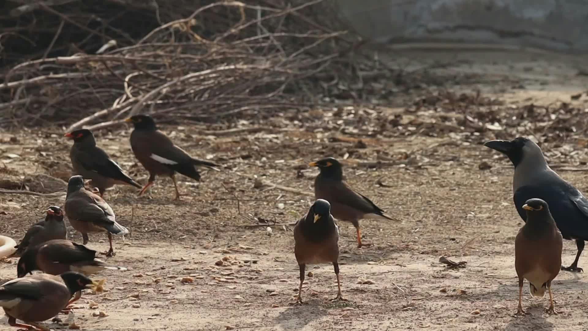 Mail With Wings Videos, Download The BEST Free 4k Stock Video Footage ...