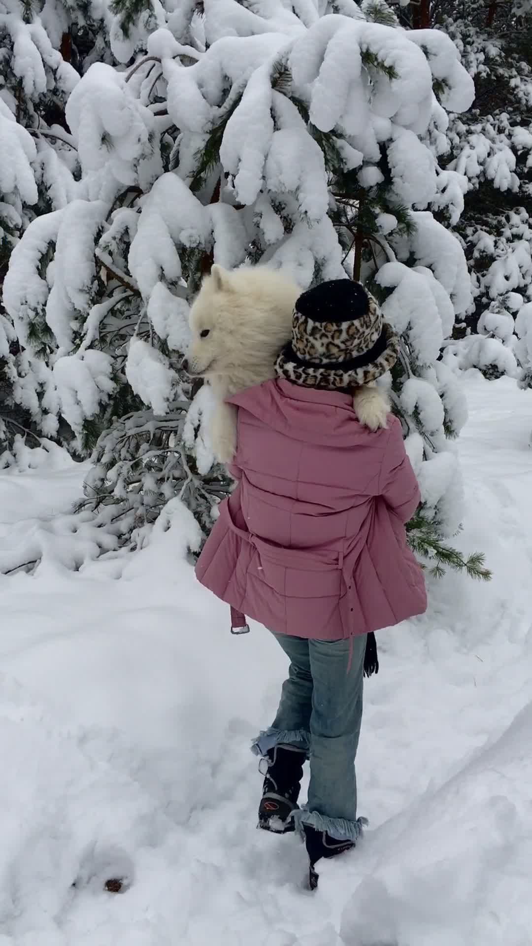 Paseo Invernal Con Un Perro Samoyedo En Un Bosque Nevado · Vídeo de ...