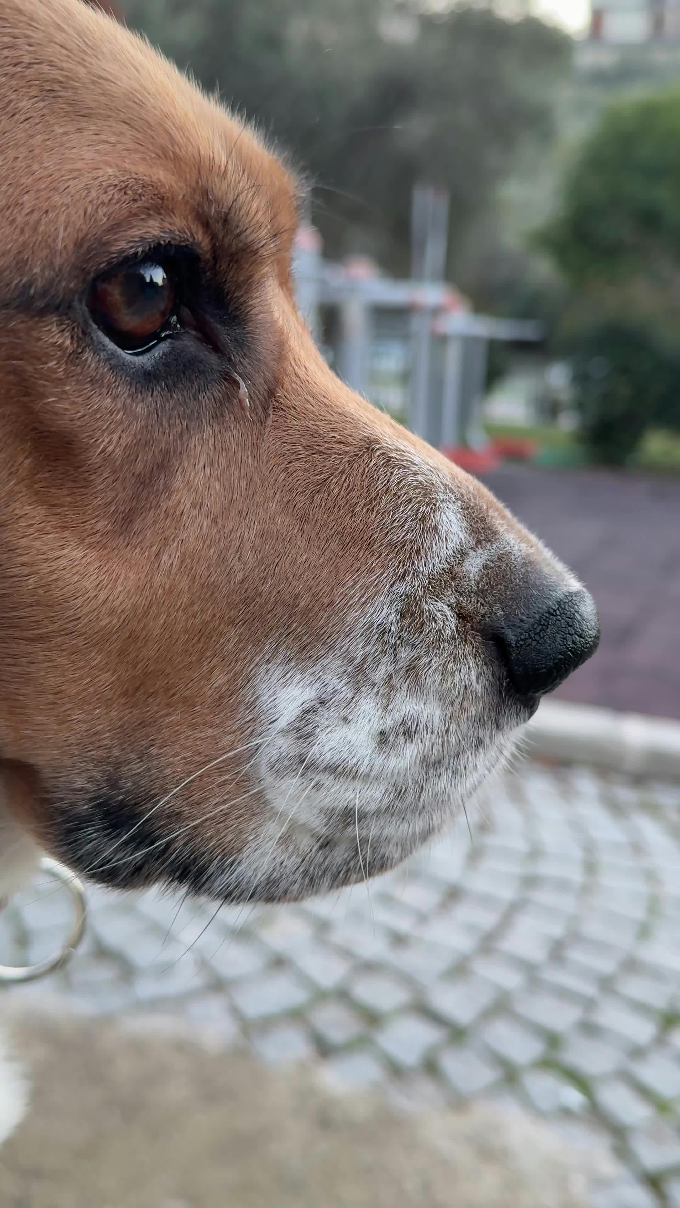 Beagle Ras Videos, Download The BEST Free 4k Stock Video Footage ...