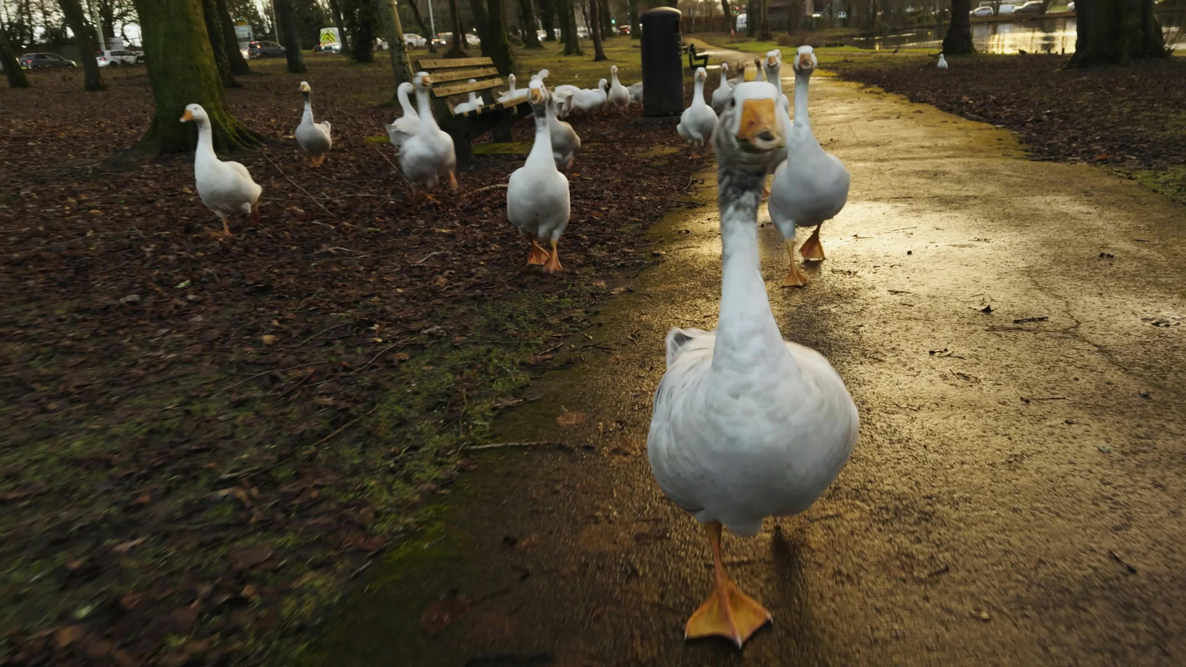 Gaggle of Geese Walking in Park Pathway Free Stock Video Footage ...