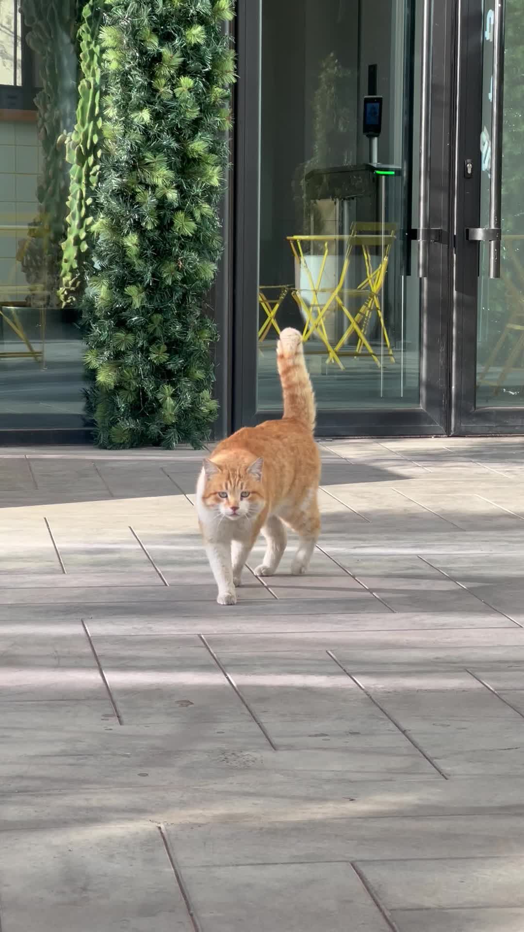 Cat Dancing Videos, Download The BEST Free 4k Stock Video Footage & Cat ...
