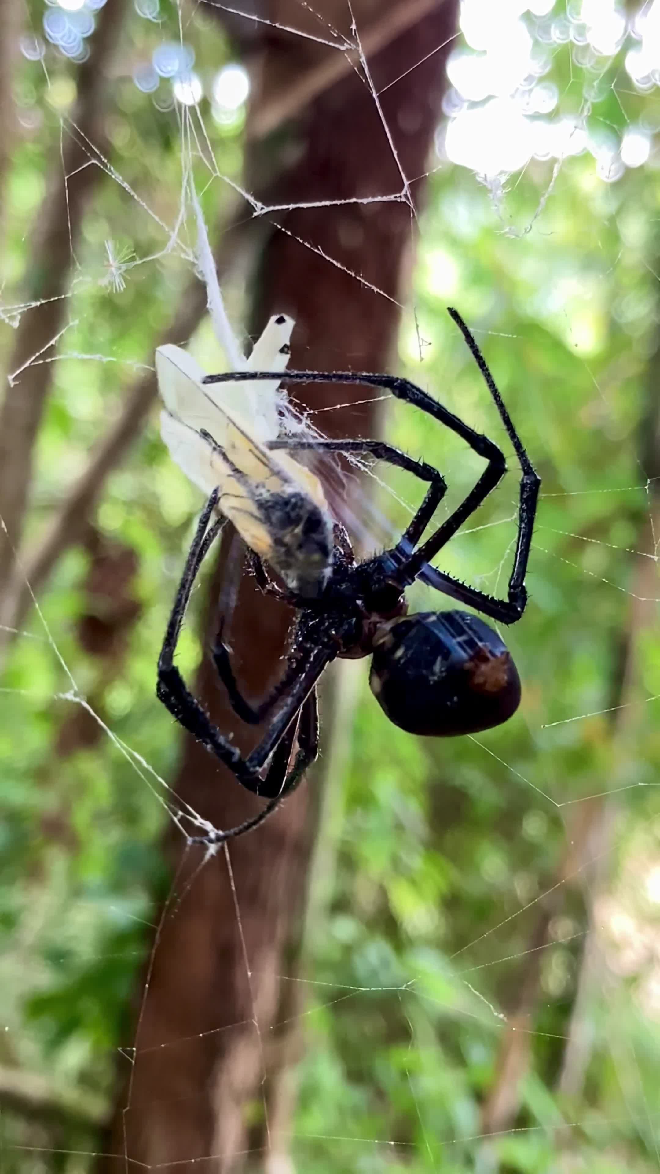 Close-up of Spider Eating Prey in Nature Free Stock Video Footage ...