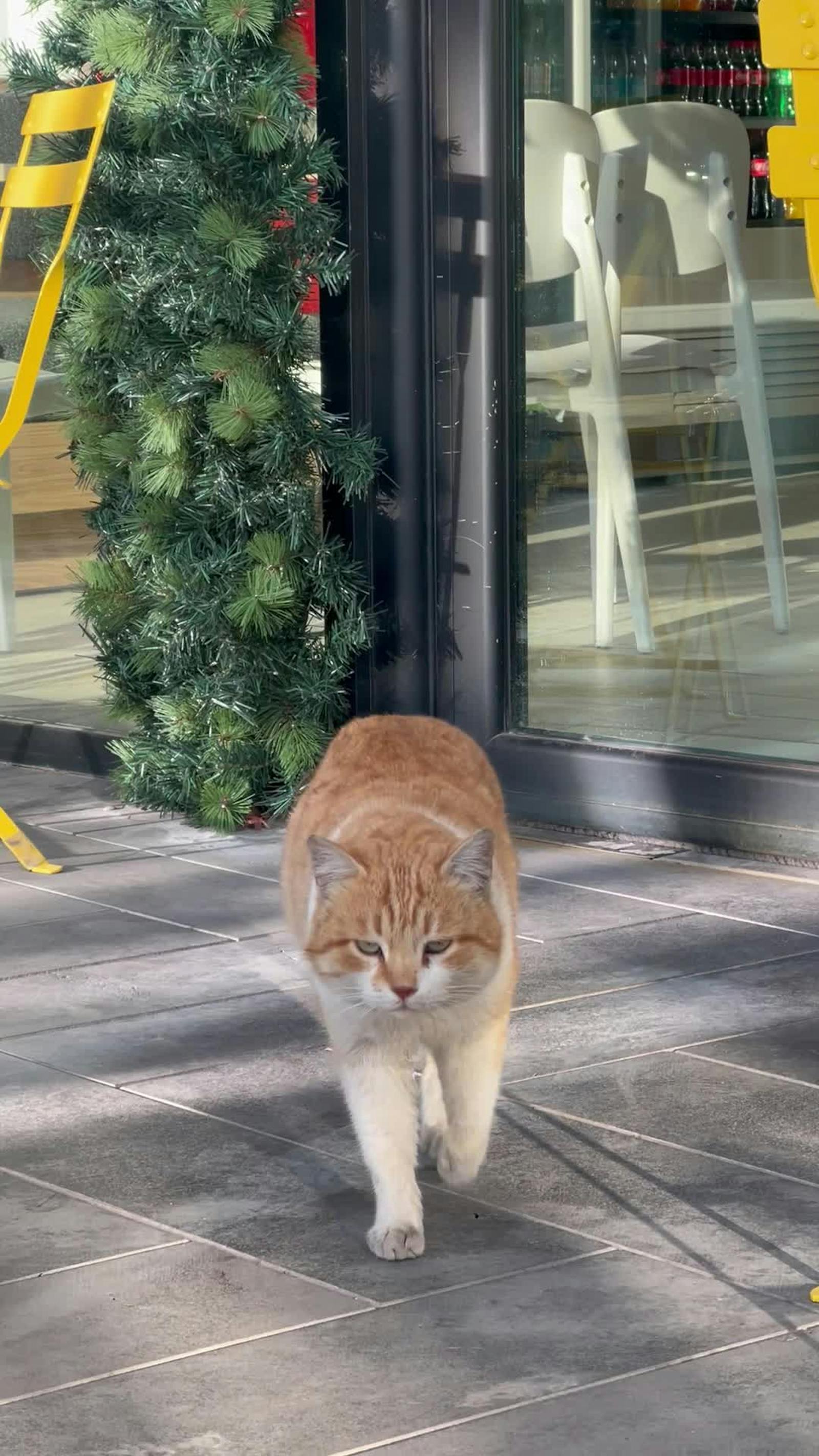 Baby Cats Videos, Download The BEST Free 4k Stock Video Footage & Baby ...