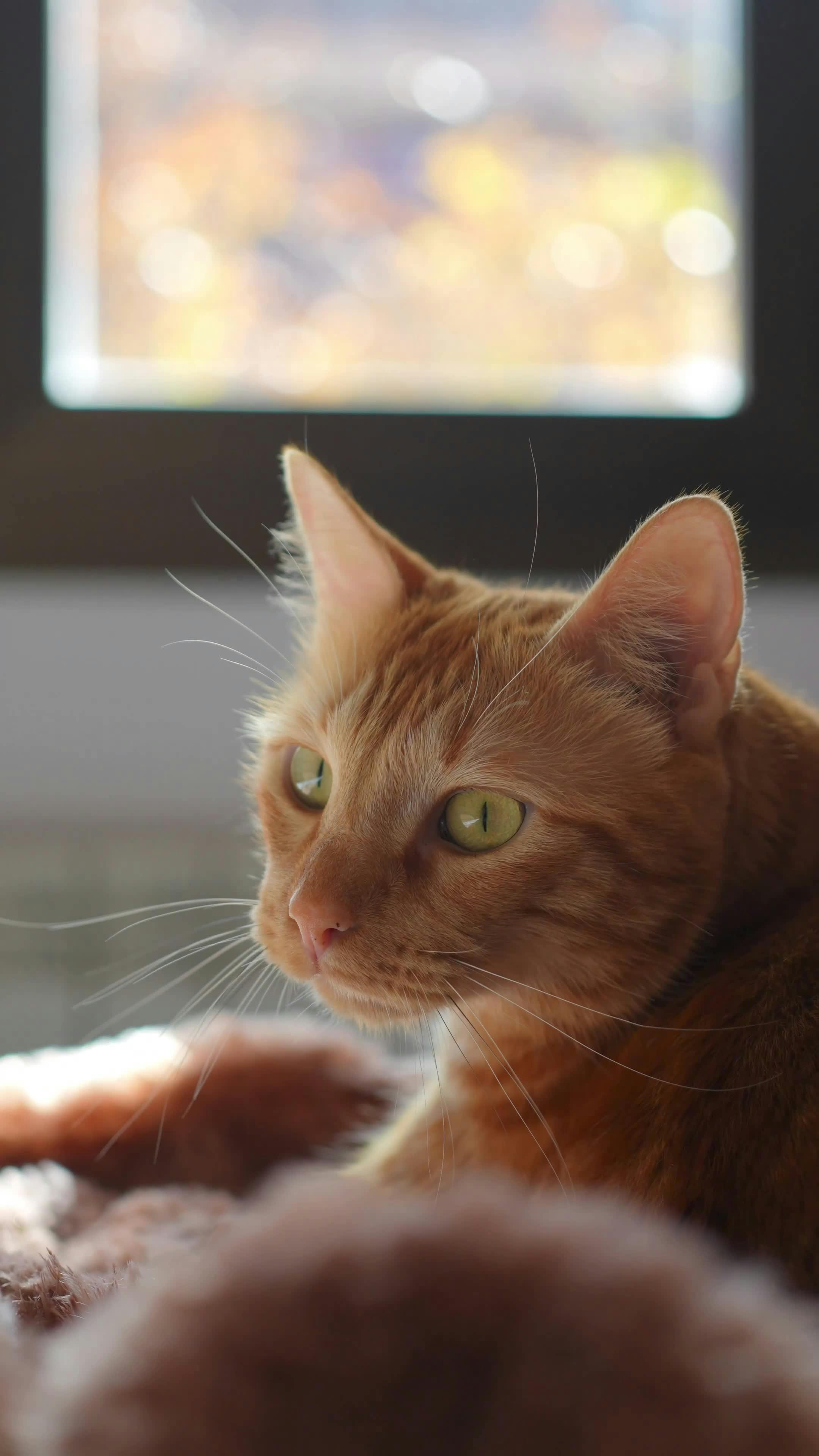 Cat Looking Videos, Download The BEST Free 4k Stock Video Footage & Cat ...