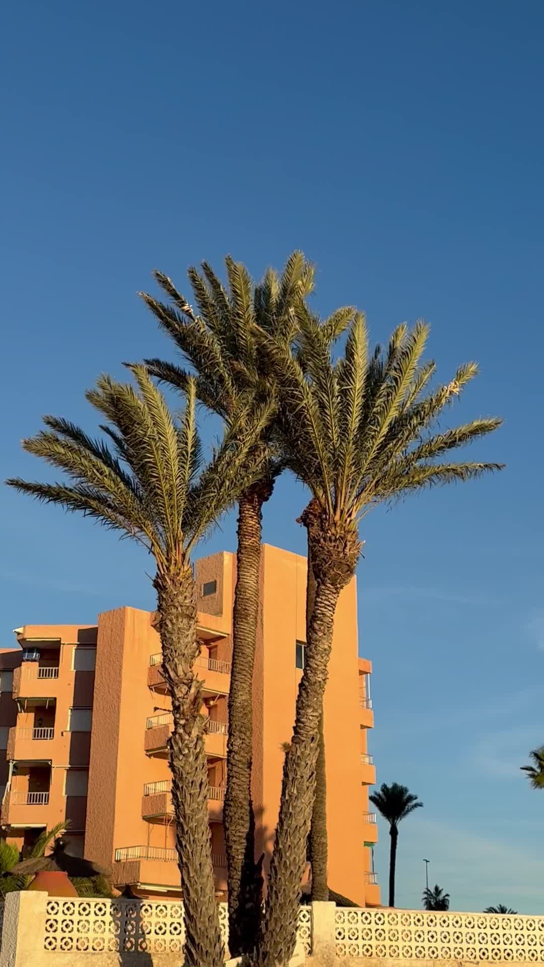Palm Tree Shadows on Spanish Architecture Free Stock Video Footage ...