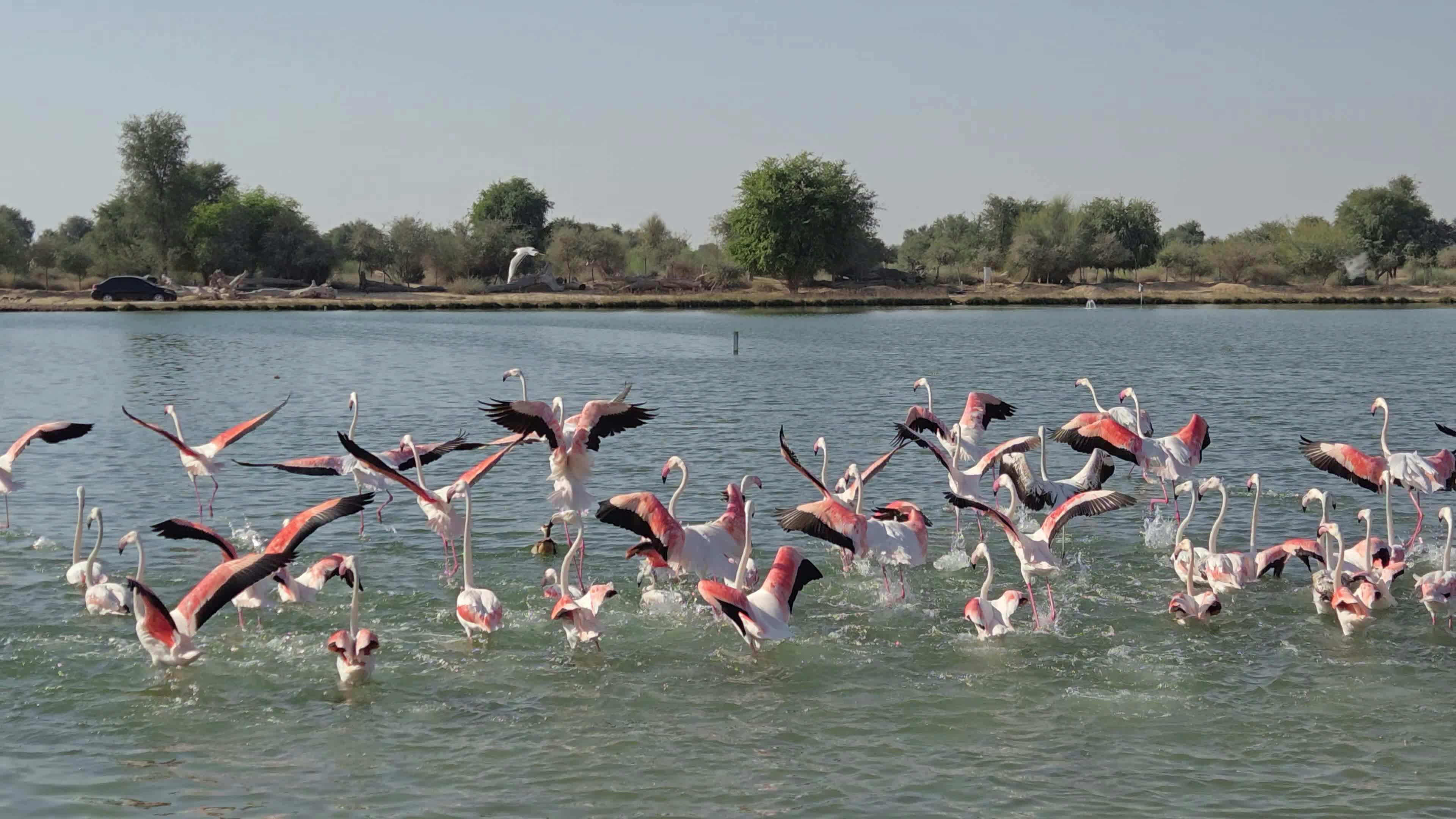Vibrant Flamingos in a Lush Mangrove Lagoon Free Stock Video Footage ...