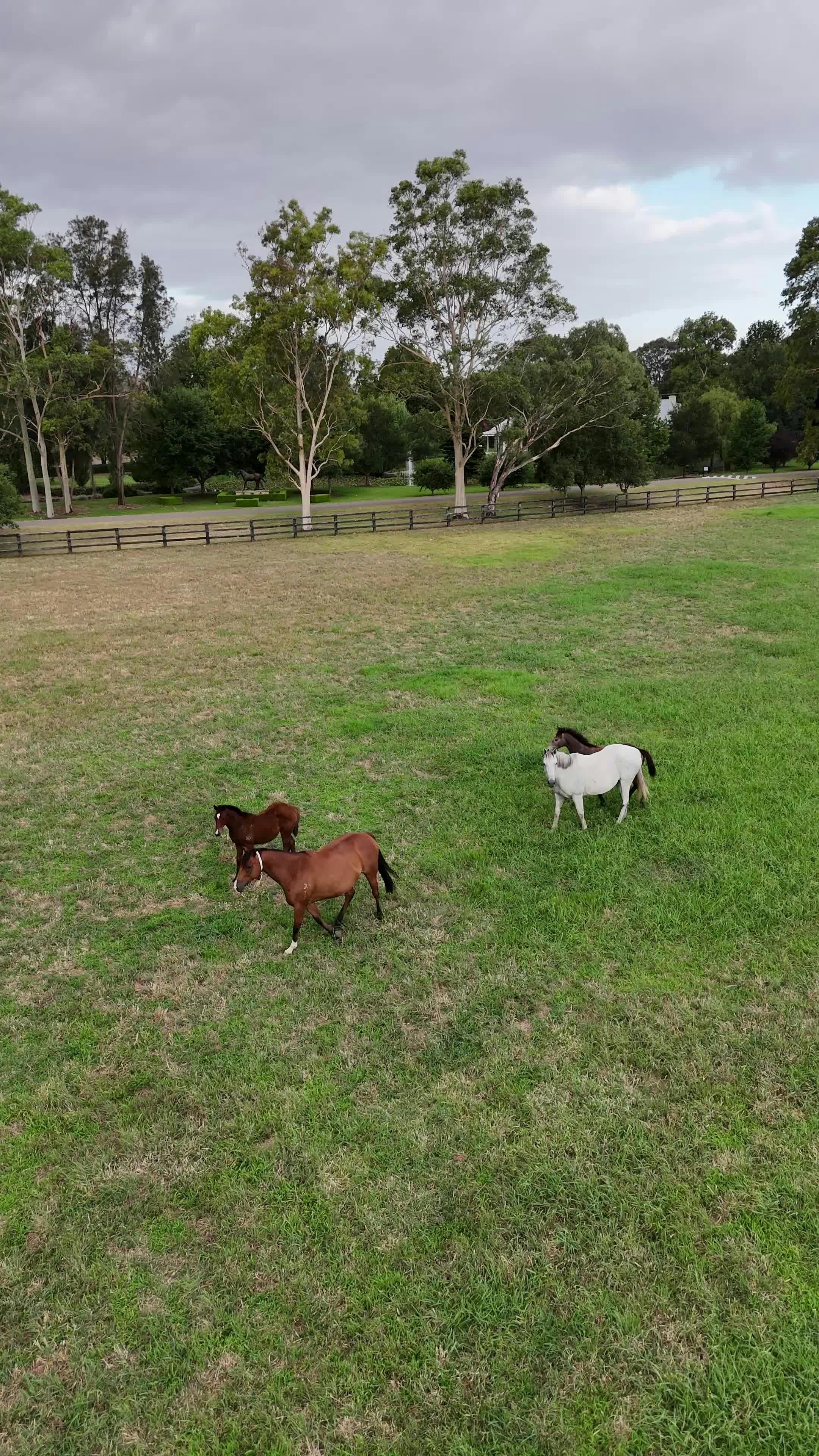 Instalacao Equine Videos, Download The BEST Free 4k Stock Video Footage ...