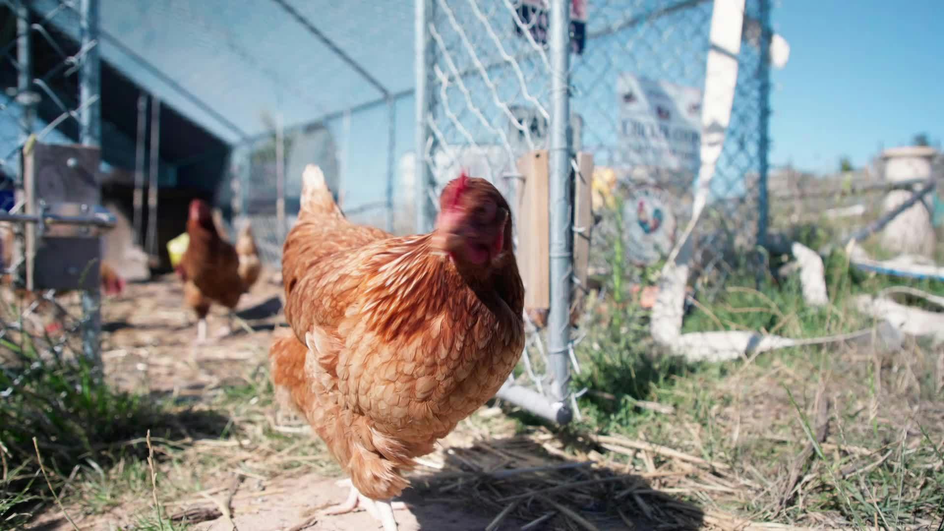 Chicken Stare Videos, Download The BEST Free 4k Stock Video Footage ...