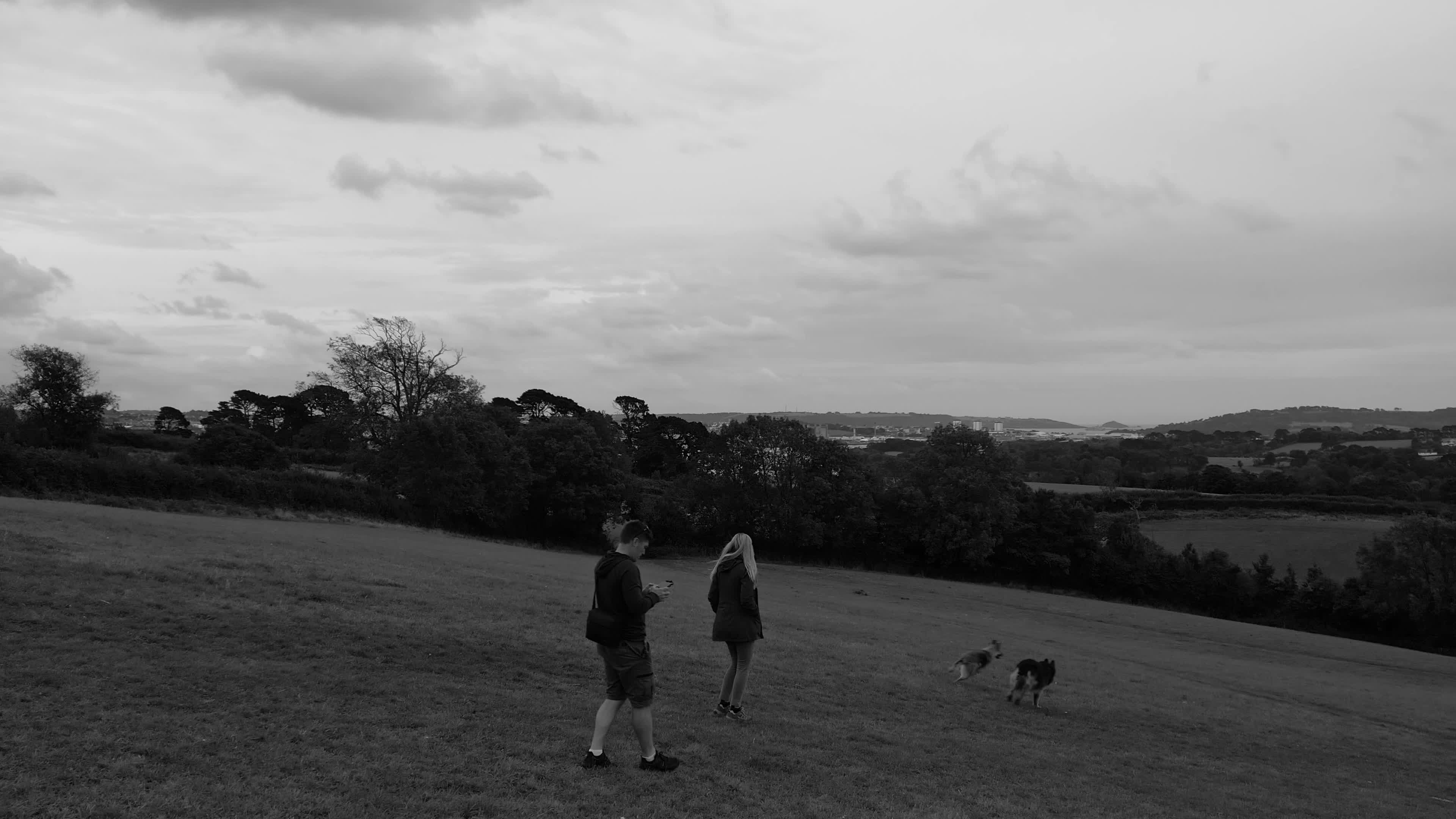 Scenic Walk in Countryside with Dogs Free Stock Video Footage, Royalty ...