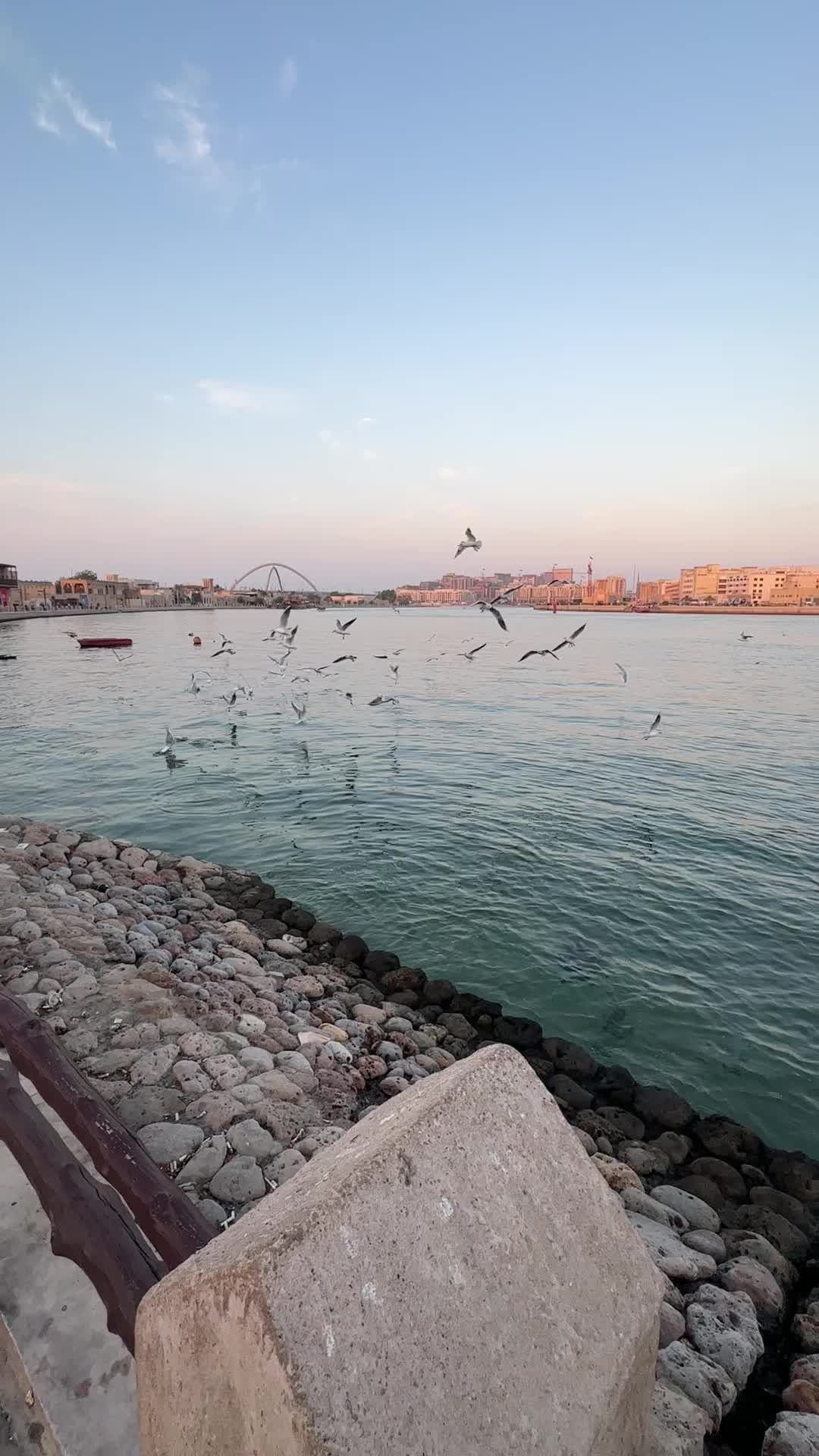Seagulls Flying Over Calm Coastal Waters at Sunset Free Stock Video ...