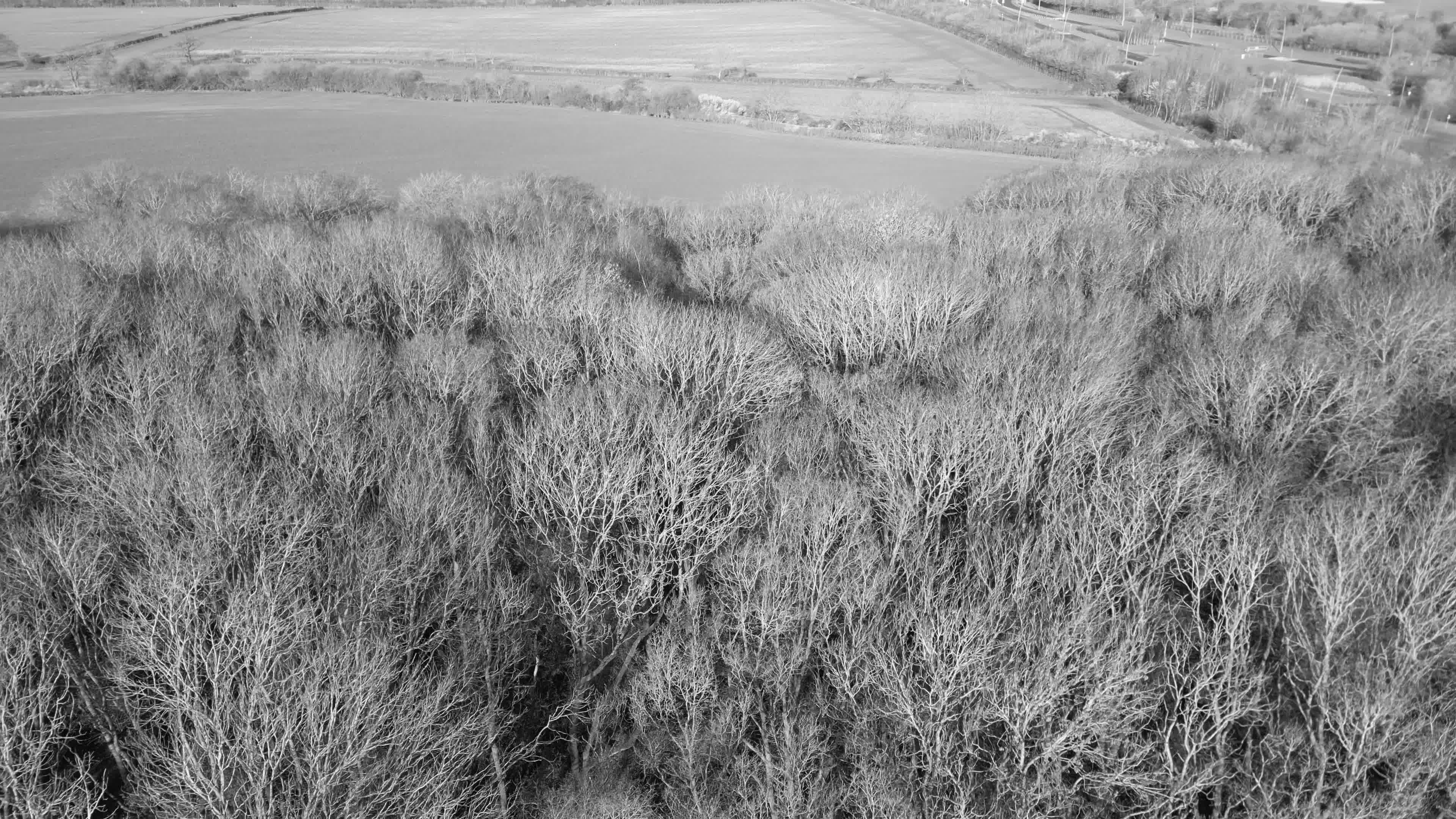 Vista Aérea En Blanco Y Negro De Un Bosque Sin Hojas · Vídeo de stock ...