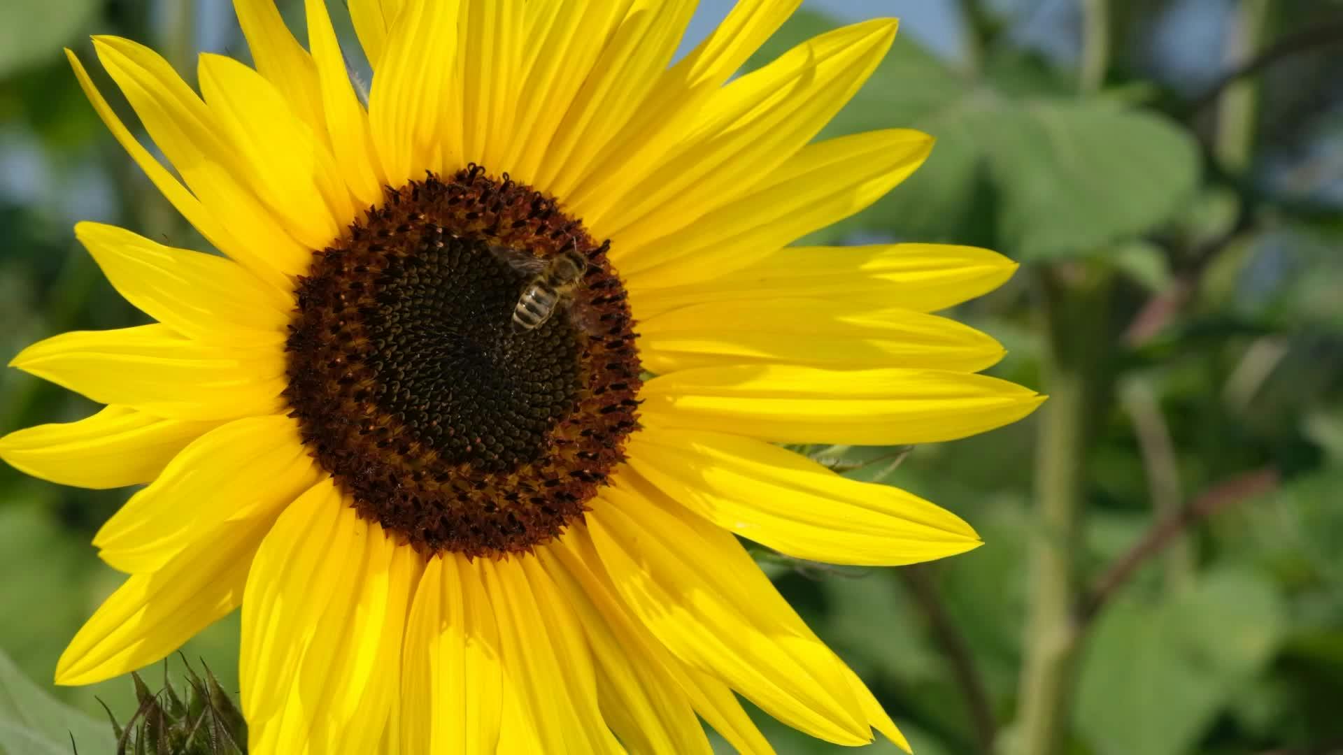 有关api mellifera, natura, 修剪花草, 充滿活力, 動物, 向日葵, 夏天, 夏天的花, 天性, 宏觀, 戶外, 授粉 ...