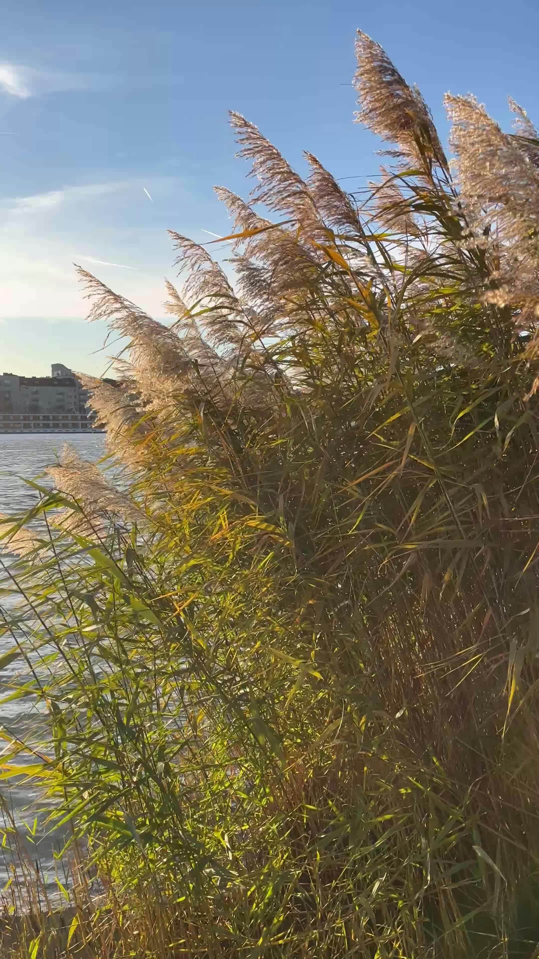 Tranquil Lakeside Reeds in Gentle Breeze Free Stock Video Footage ...